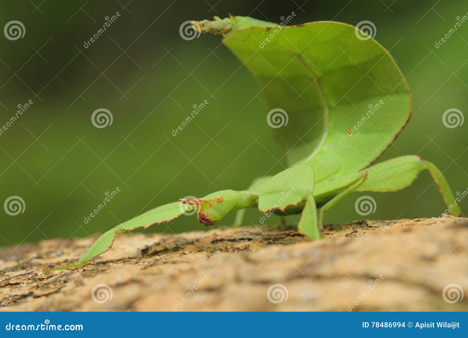 Leaf insect in Thailand. stock photo. Image of environment - 78486994