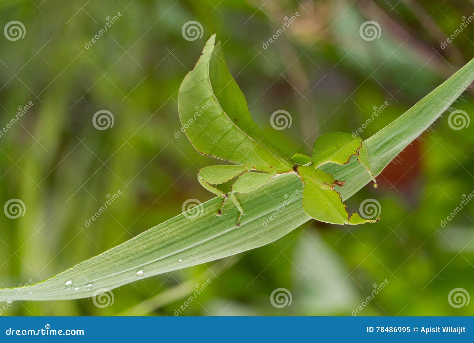 Leaf insect in Thailand. stock image. Image of lovely - 78486995
