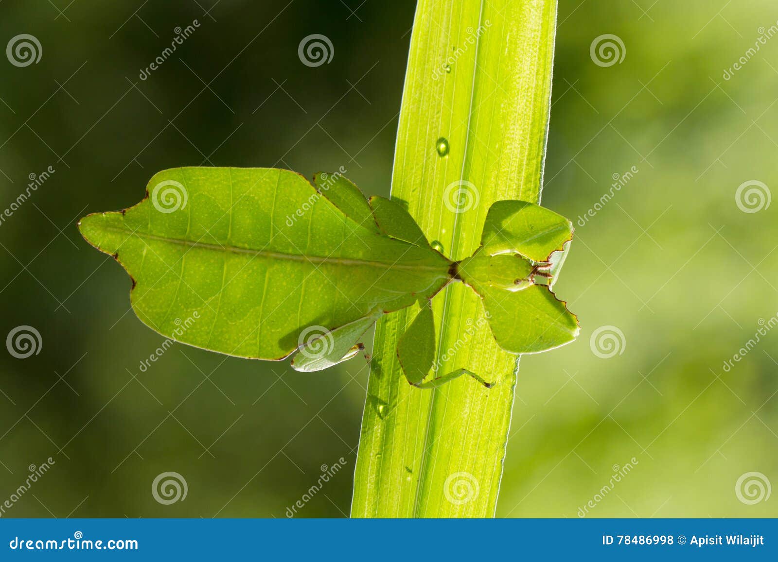 Leaf insect in Thailand. stock photo. Image of objects - 78486998