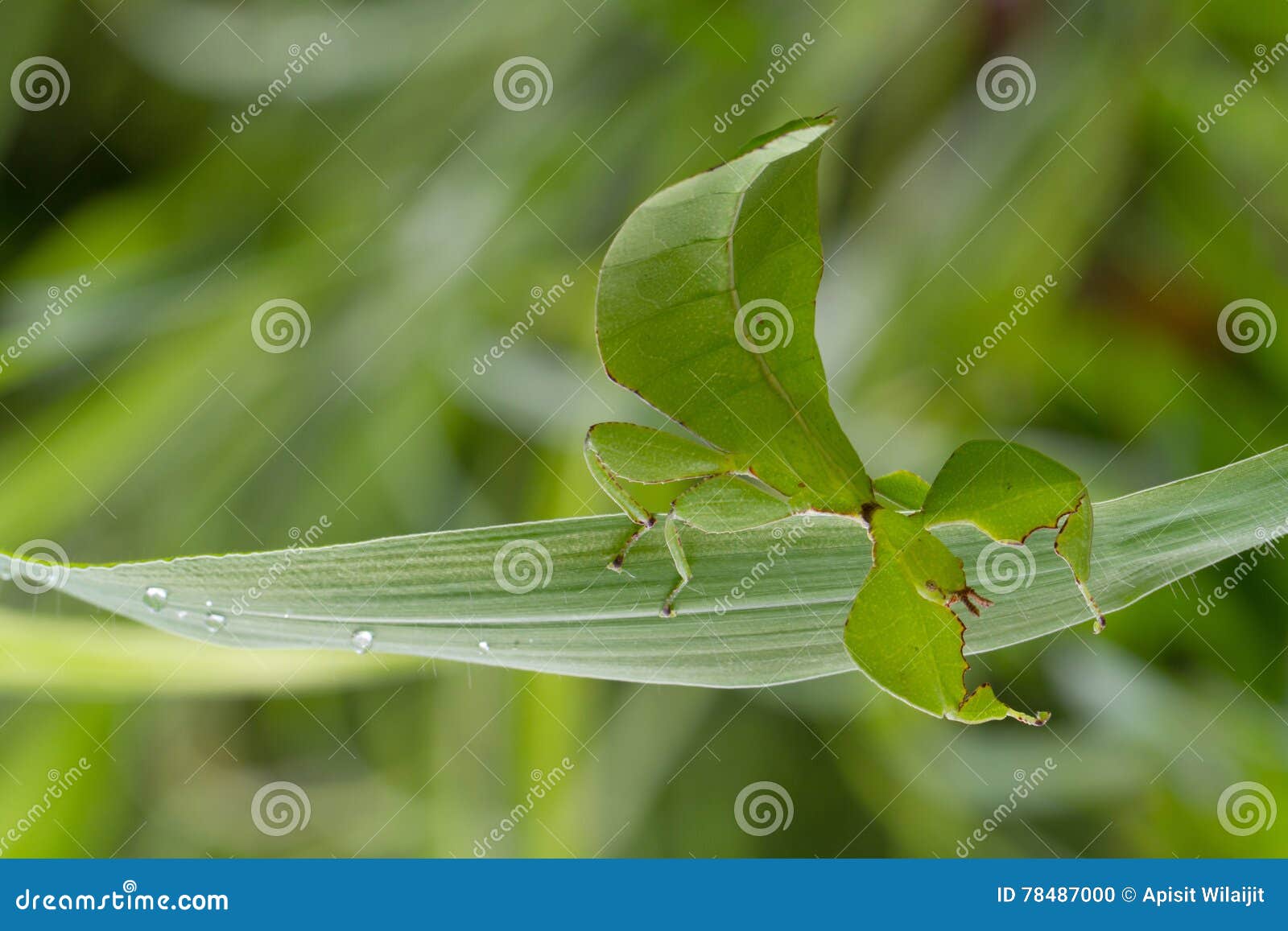 Leaf insect in Thailand. stock photo. Image of closeup - 78487000