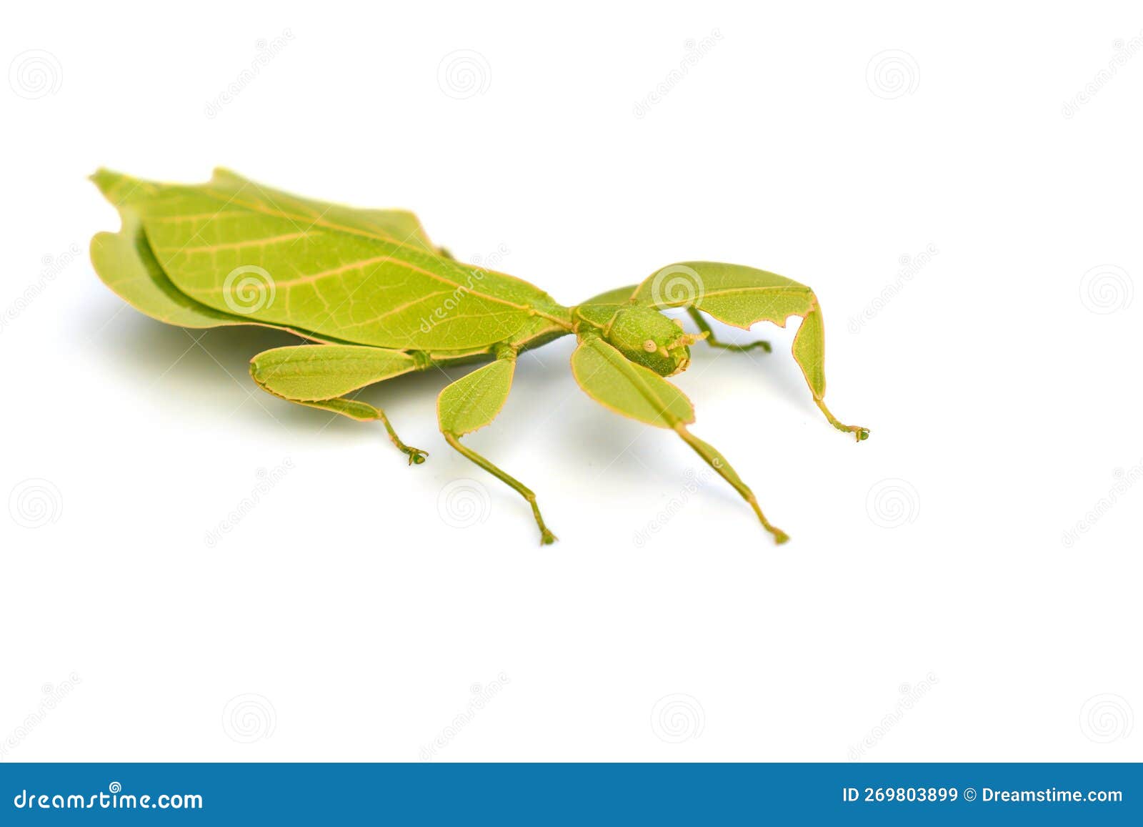 Leaf Insect or Walking Leave Stock Image - Image of insec, copy: 269803899
