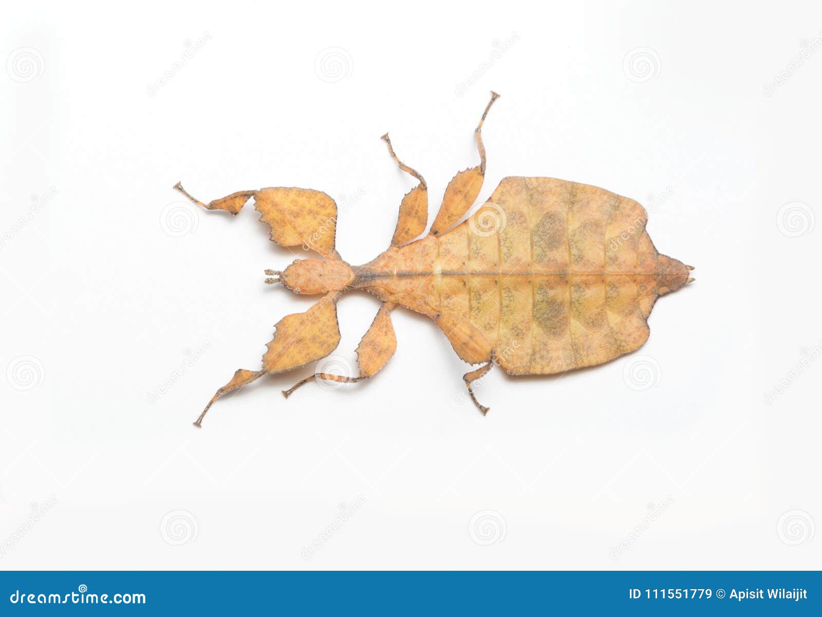 Leaf Insect on White Background. Stock Image - Image of insect, nature ...