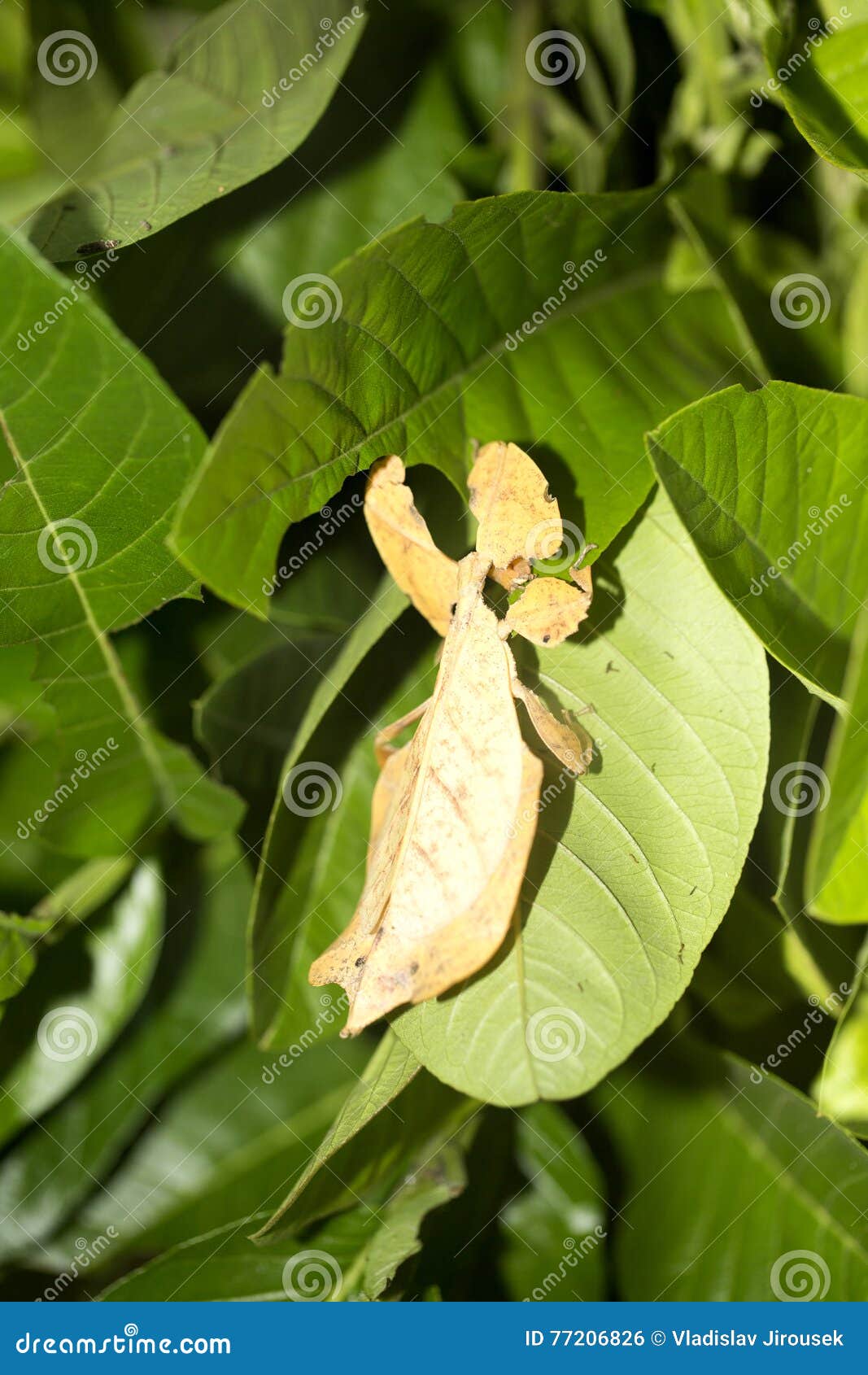 Leaf Insects Phylliidae are Camouflaged, Indonesia Stock Photo - Image ...