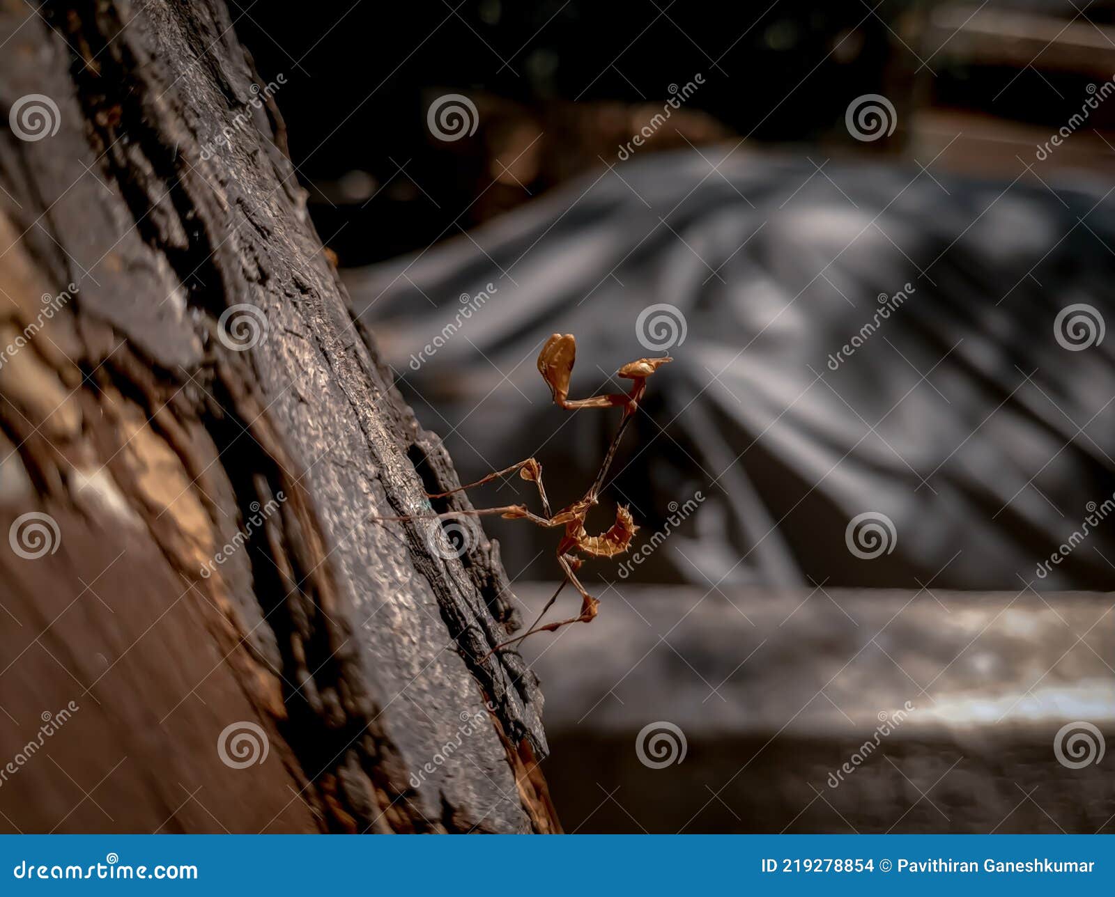 Leaf insects in tree stock photo. Image of sunny, tree - 219278854