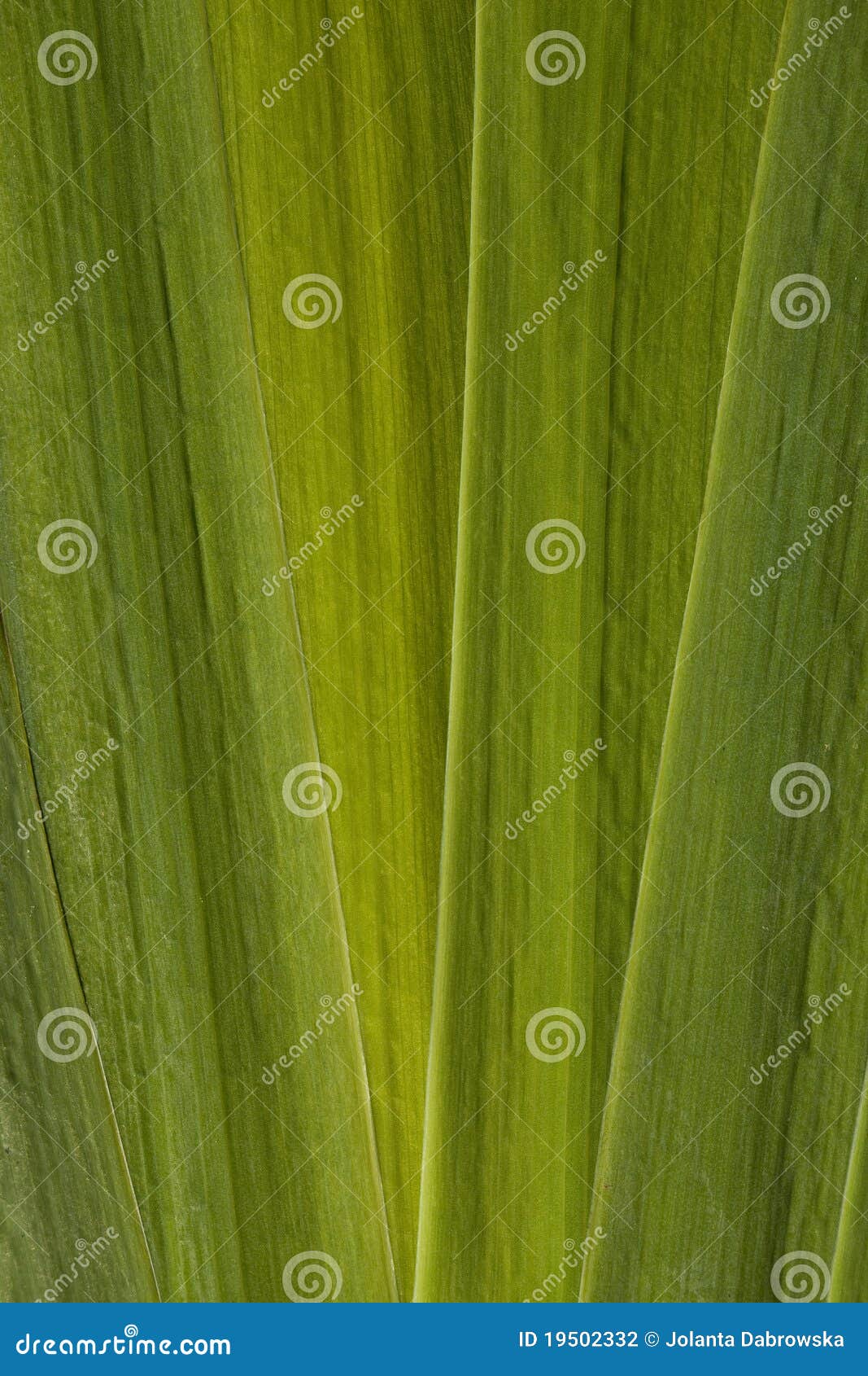 Leaf iris stock photo. Image of young, green, iris, macro - 19502332