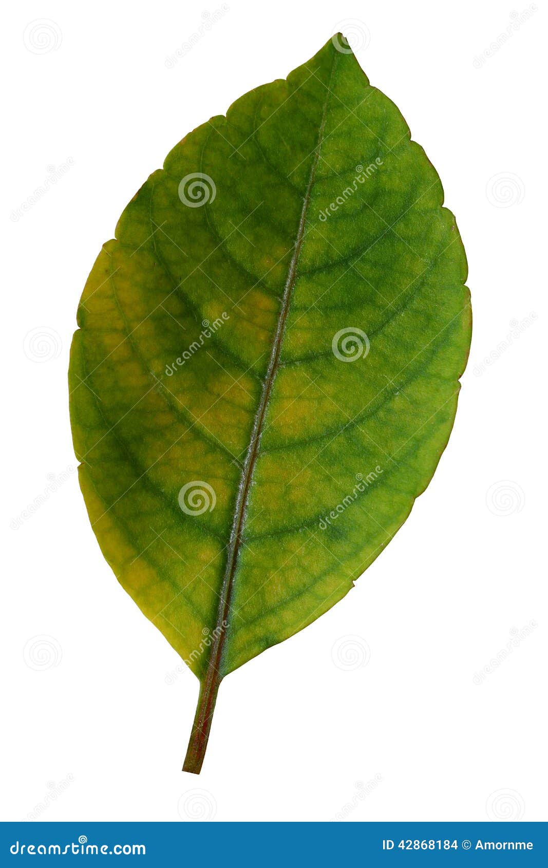 Leaf isolate background stock photo. Image of green, foliage - 42868184