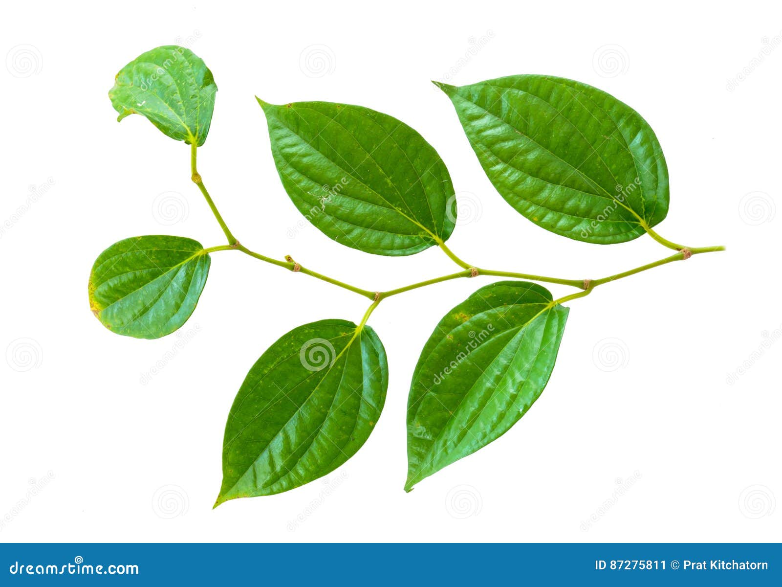 Leaf isolate natural stock image. Image of garden, element - 87275811