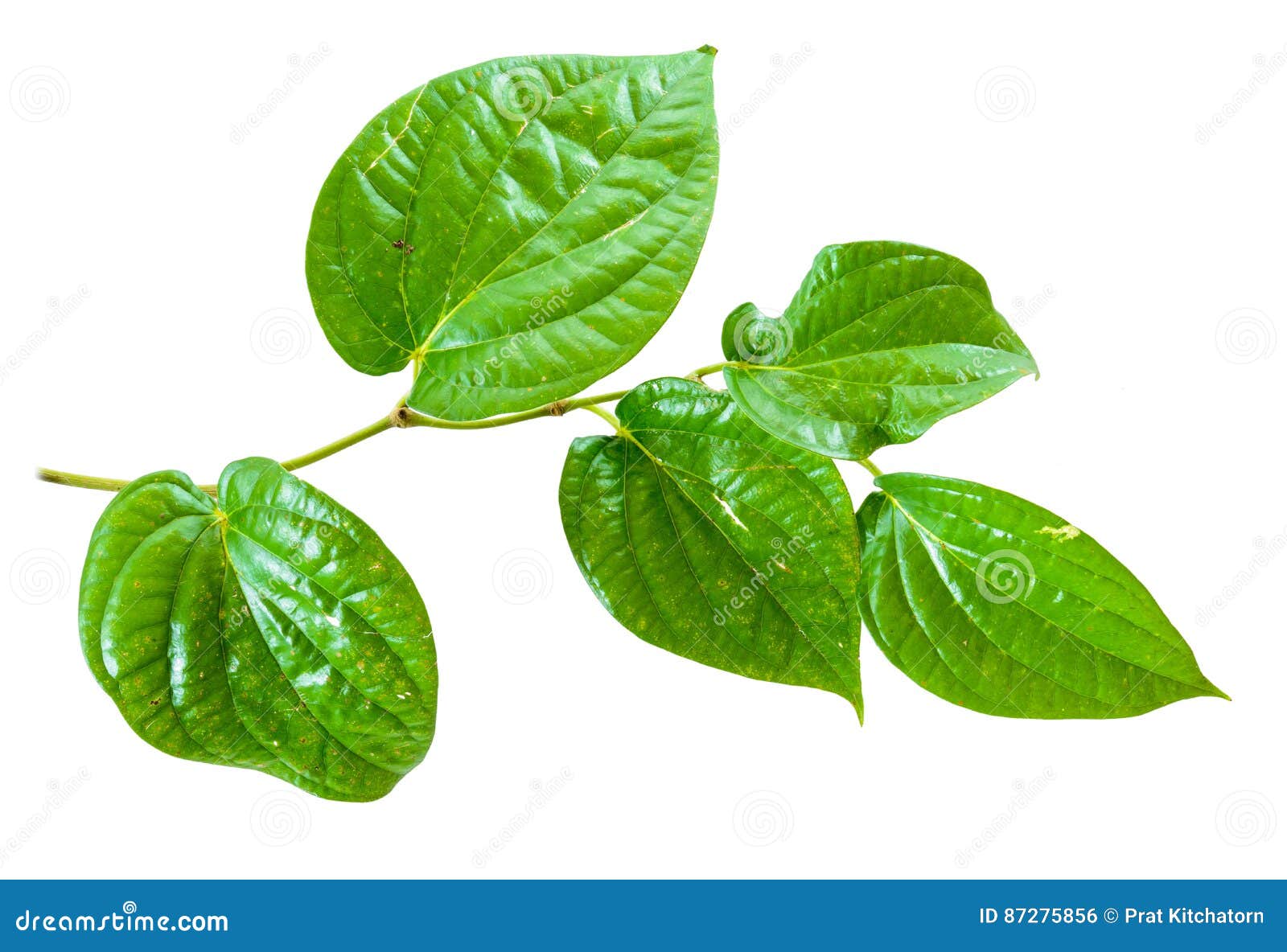 Leaf isolate natural stock photo. Image of botany, bright - 87275856