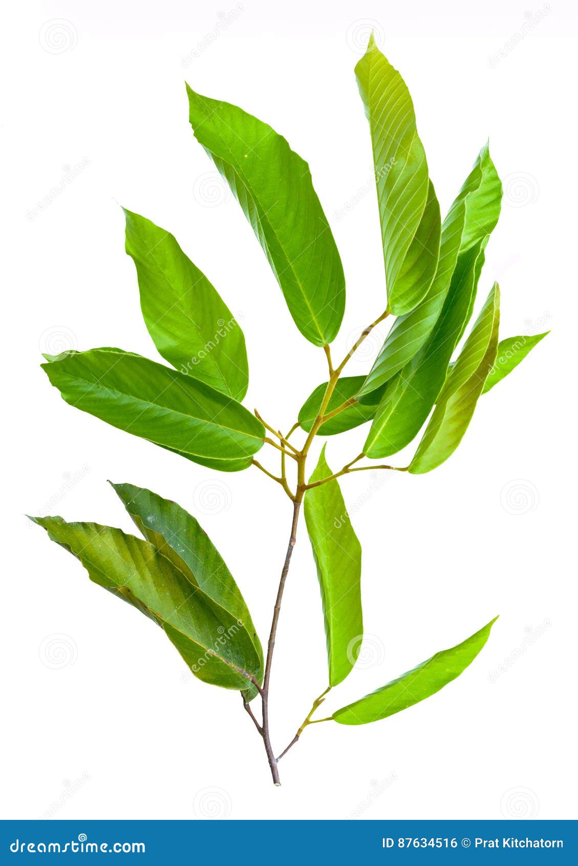 Leaf isolate natural stock photo. Image of leaf, outdoor - 87634516