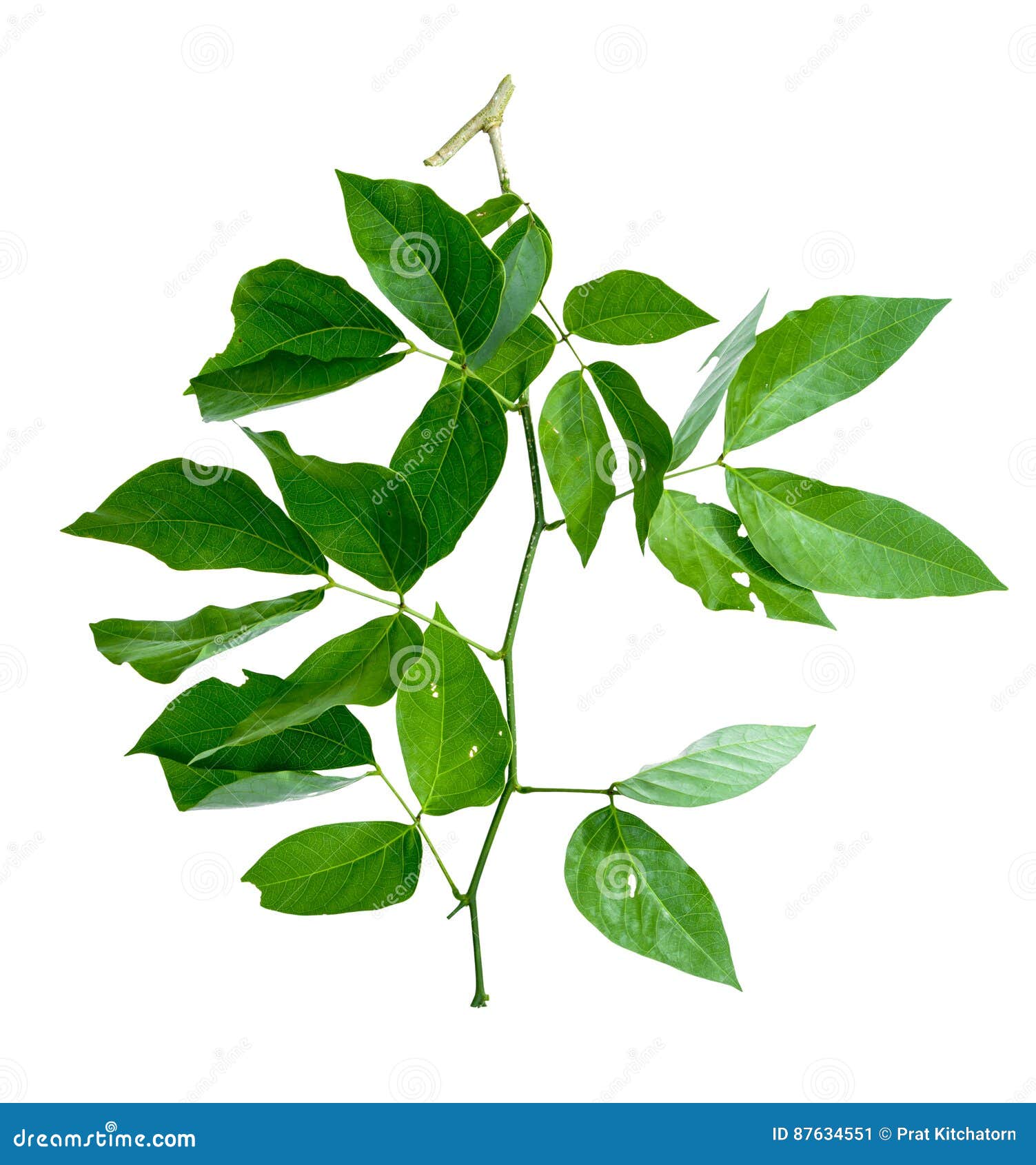 Leaf isolate natural stock image. Image of element, nature - 87634551