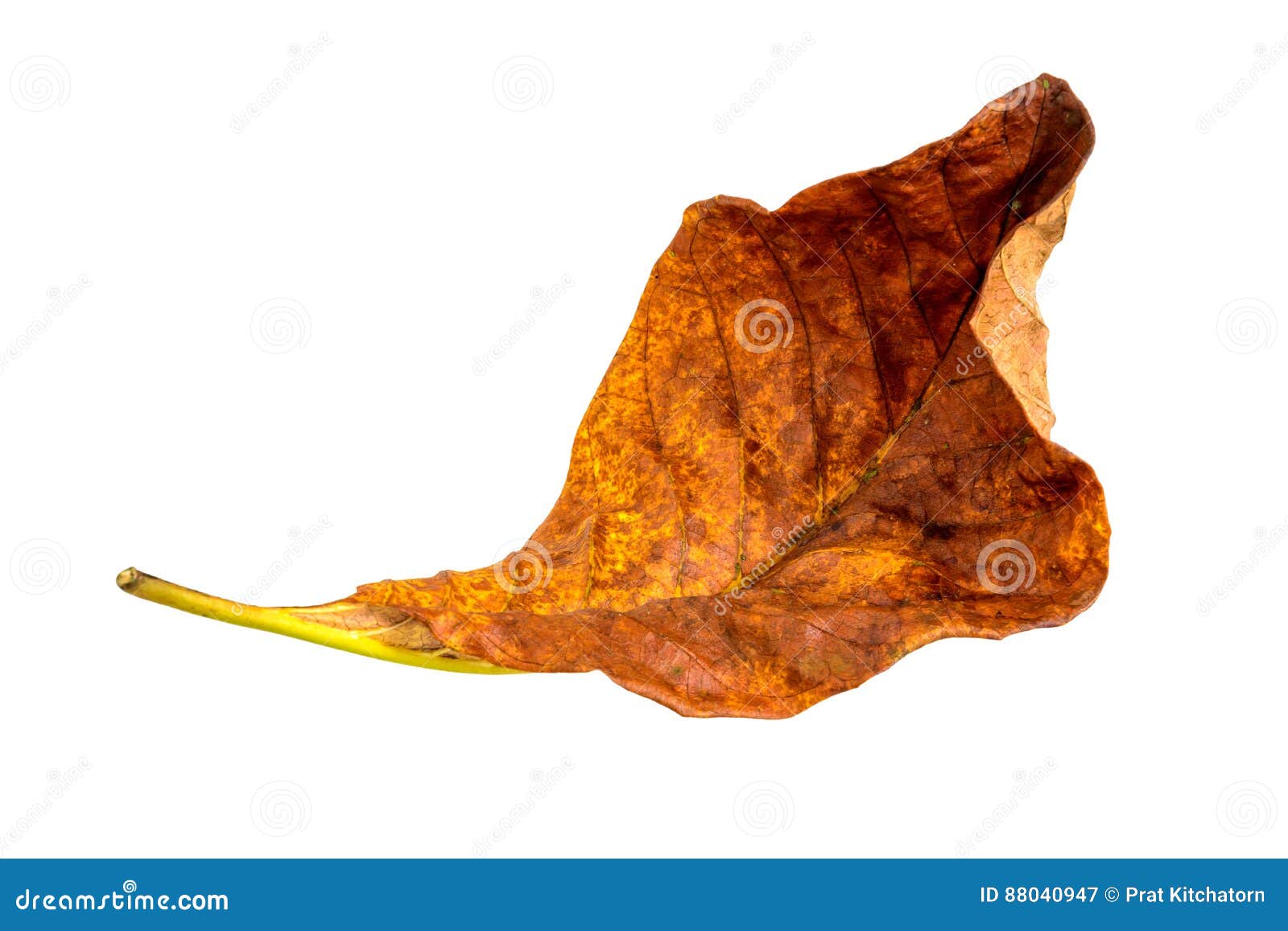 Leaf isolate natural stock image. Image of garden, forest - 88040947