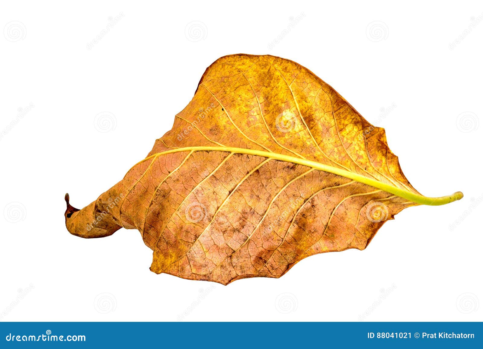 Leaf isolate natural stock image. Image of park, organic - 88041021