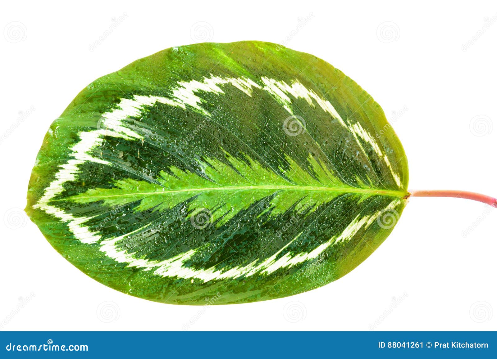 Leaf isolate natural stock image. Image of growth, branch - 88041261