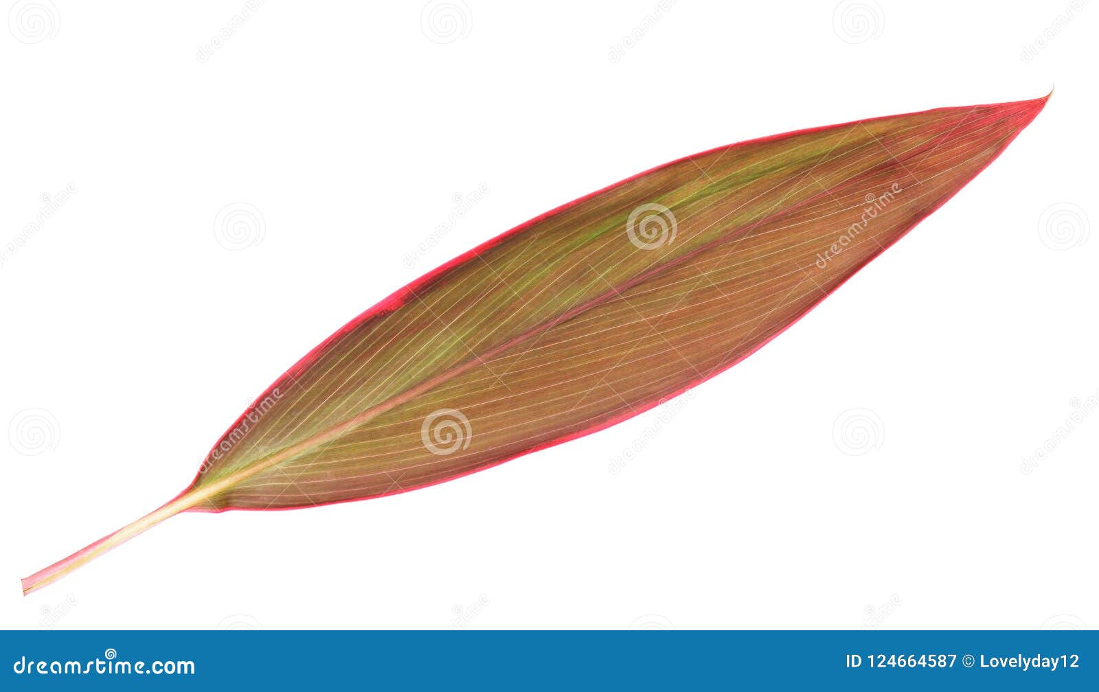 Leaf isolate on white stock image. Image of green, summer - 124664587