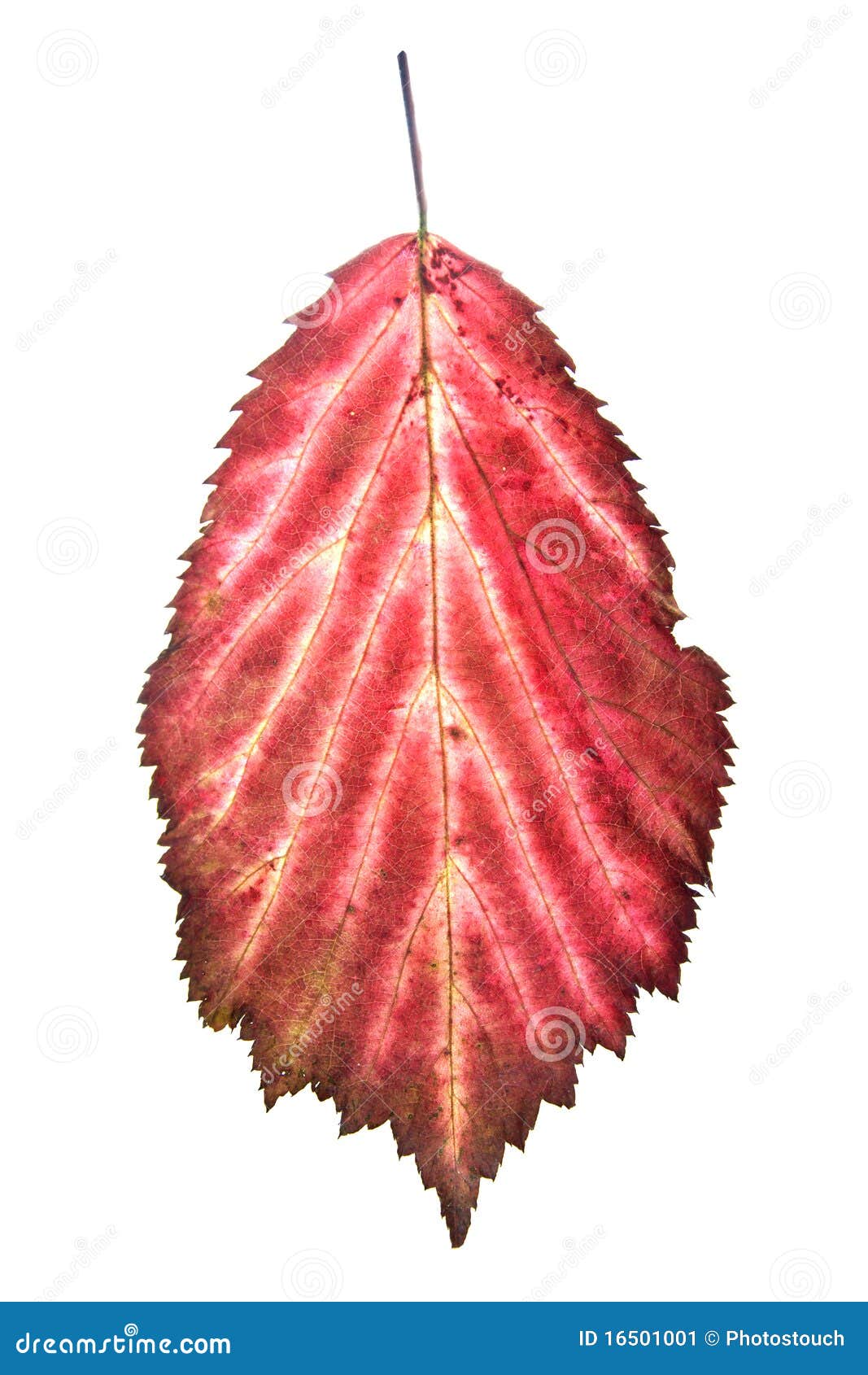 Leaf isolated stock image. Image of isolated, deciduous - 16501001