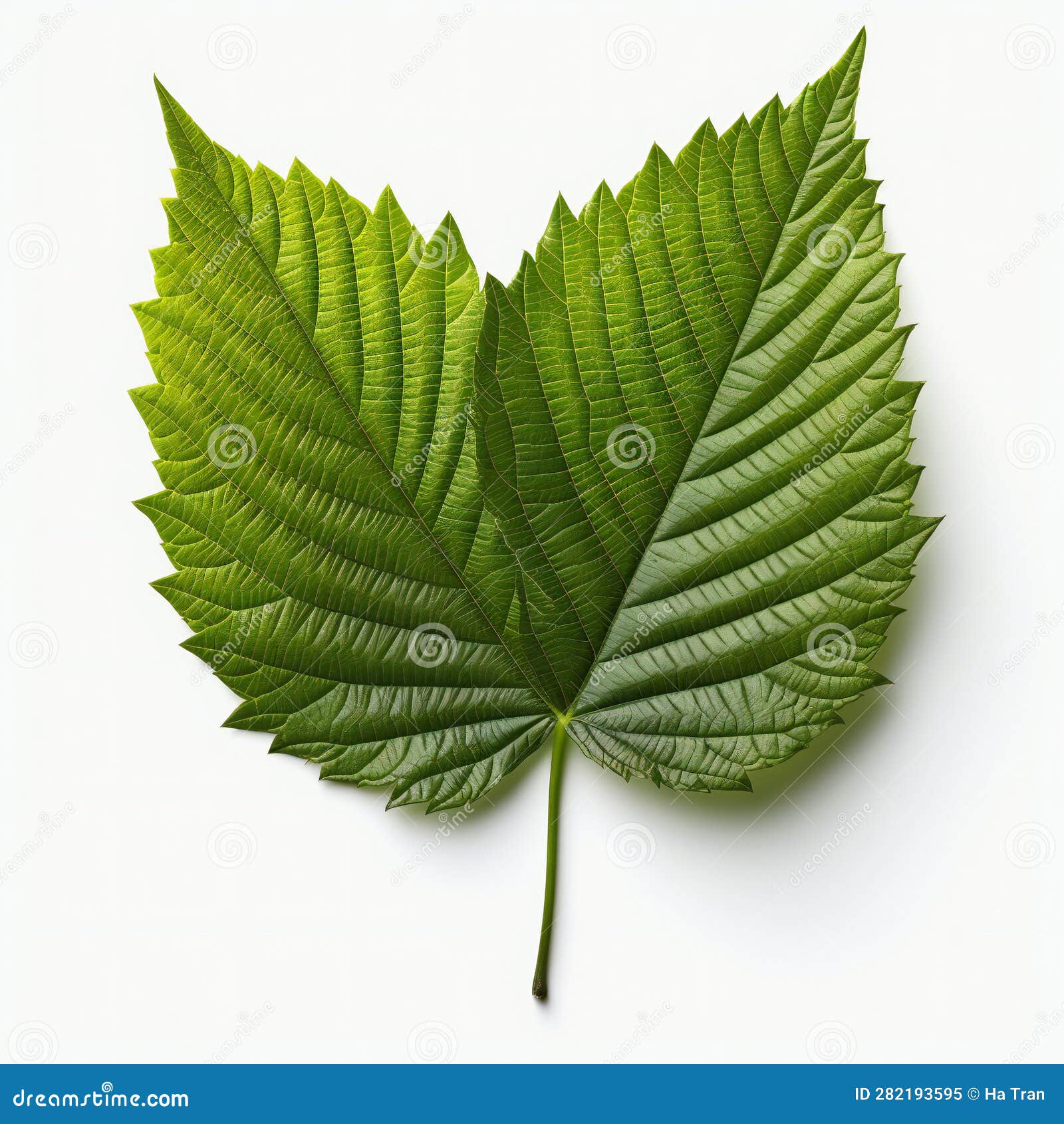 Leaf Isolated on White Background, Flat Lay, Top View Stock ...