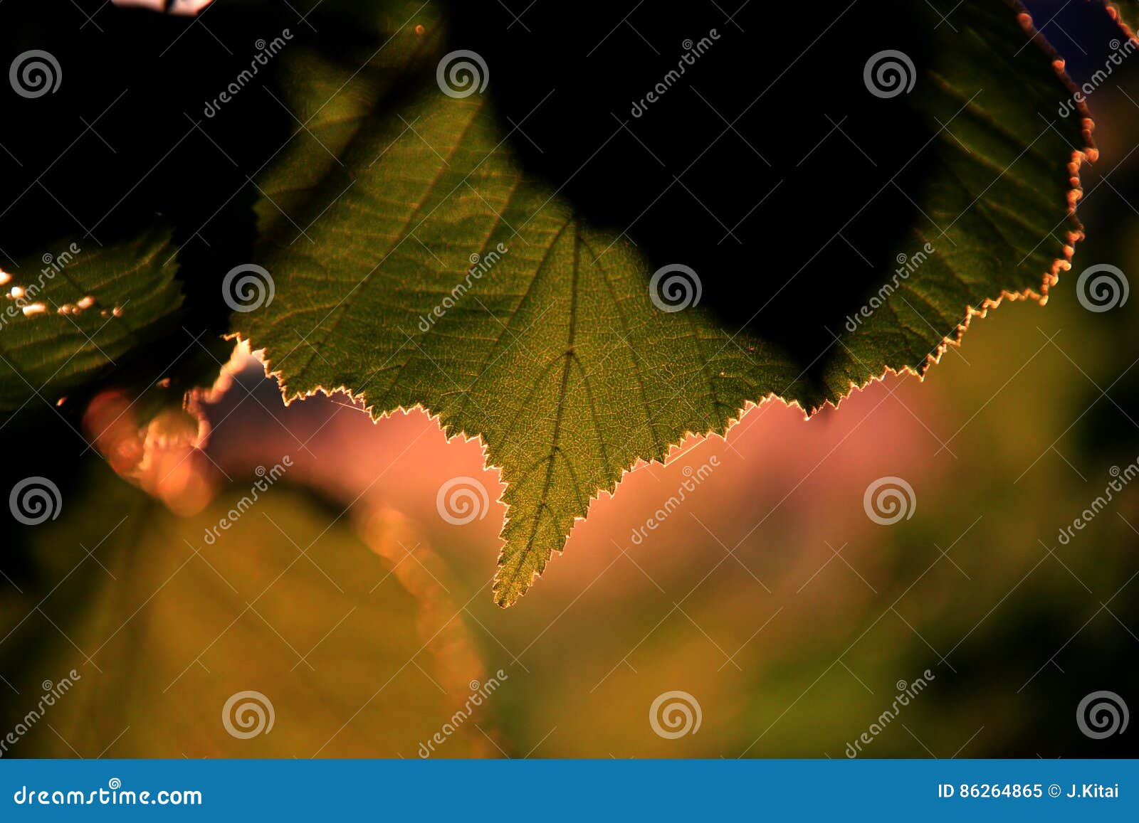 A leaf with a jagged edge stock image. Image of tree - 86264865