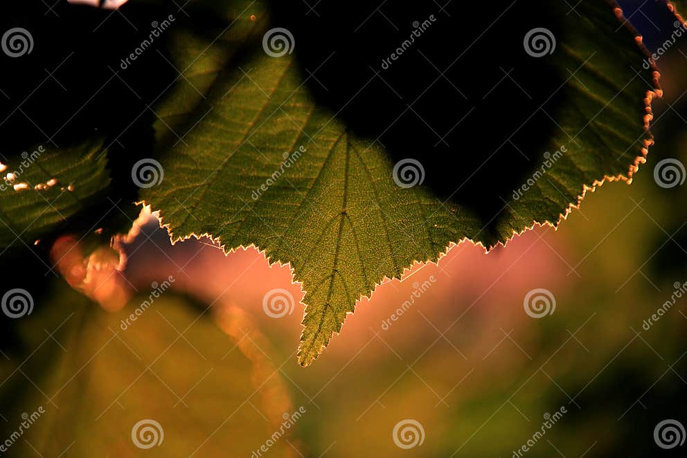 A leaf with a jagged edge stock image. Image of tree - 86264865
