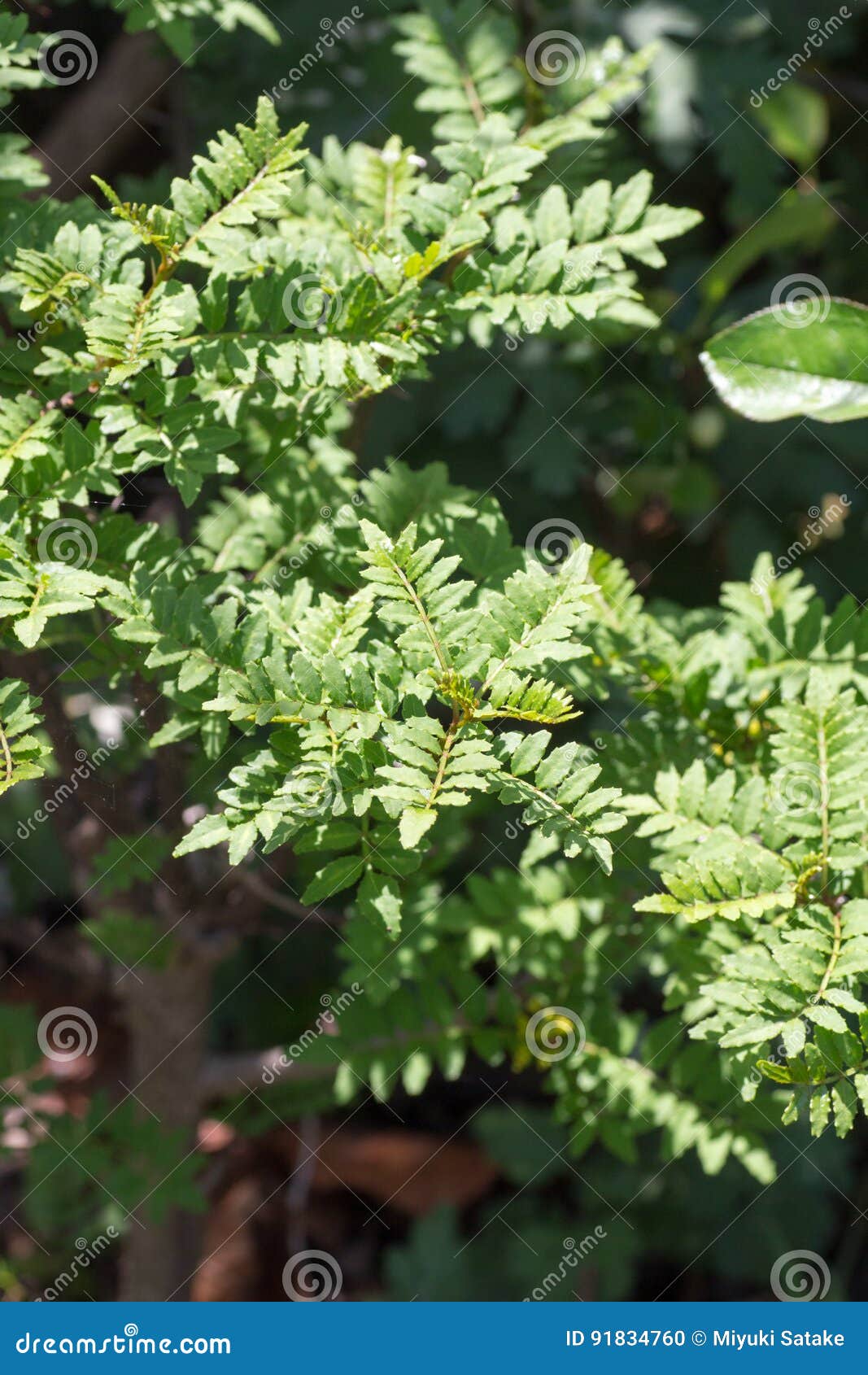 Leaf of Japanese Pepper Called Sansho Tree Stock Photo - Image of ...