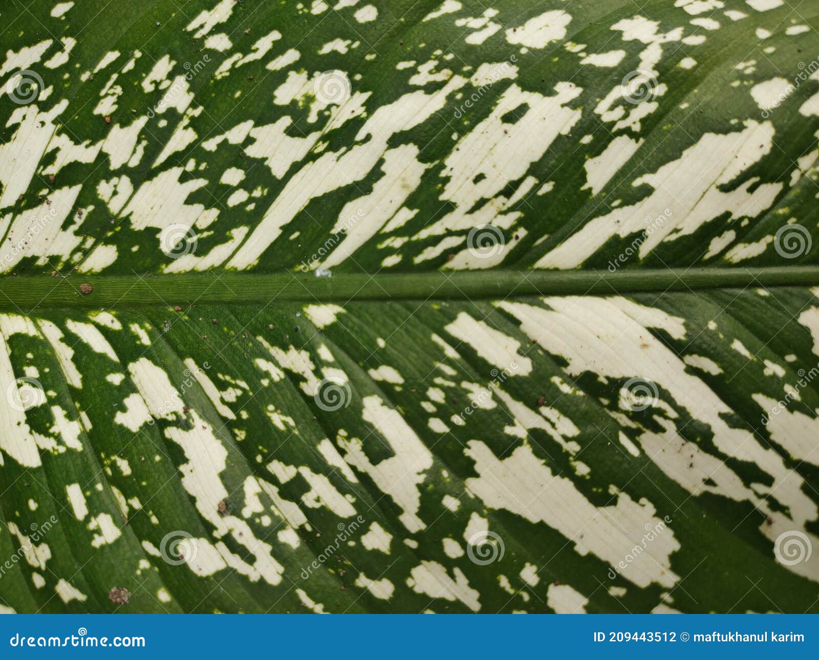 Leaf java aglonema stock photo. Image of plant, frost - 209443512