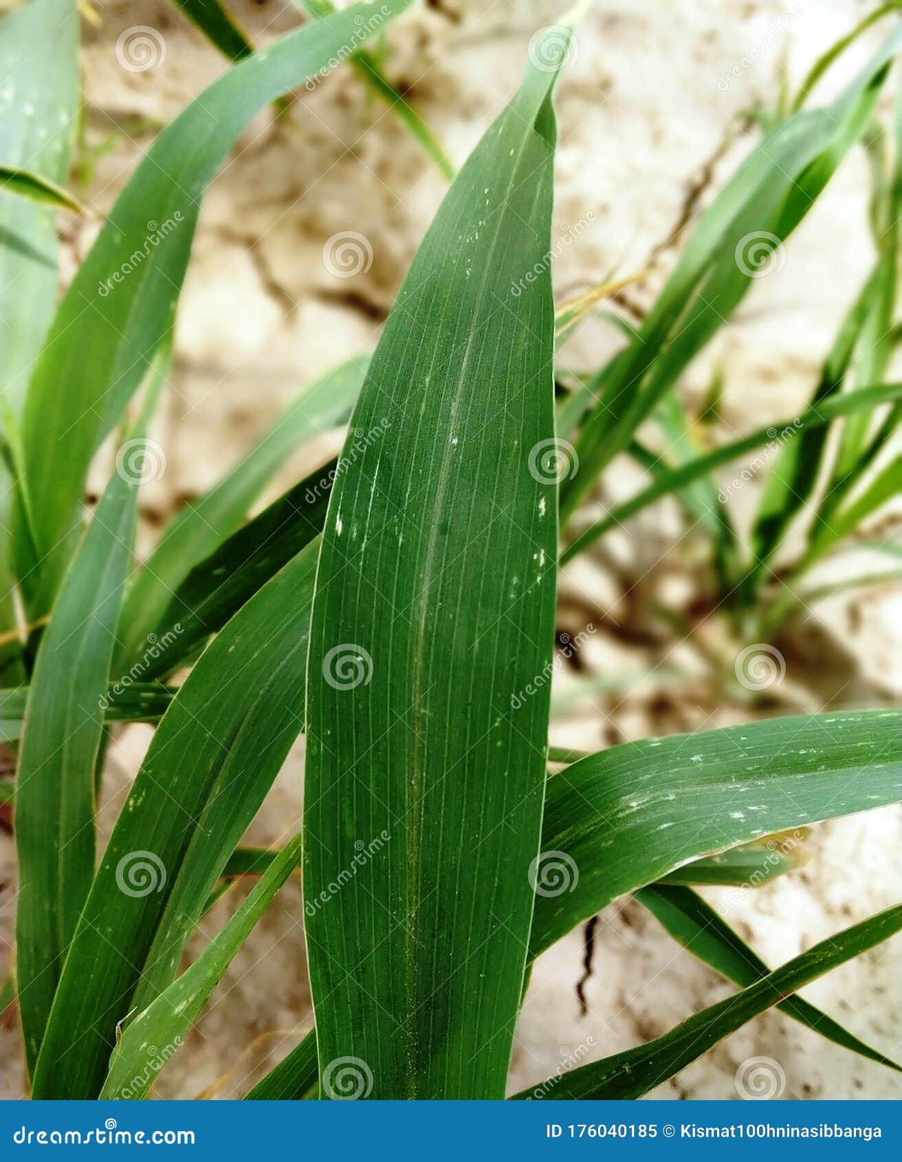 The JAVAR KI LEAF IMAGE stock image. Image of javar - 176040185