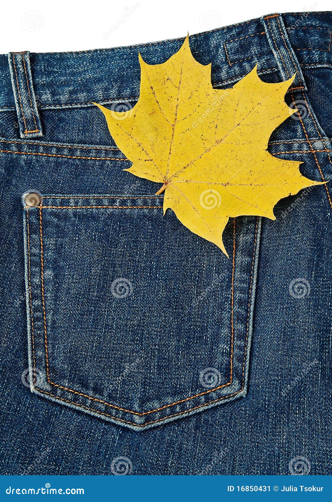 Leaf and jeans stock image. Image of cloth, design, close - 16850431