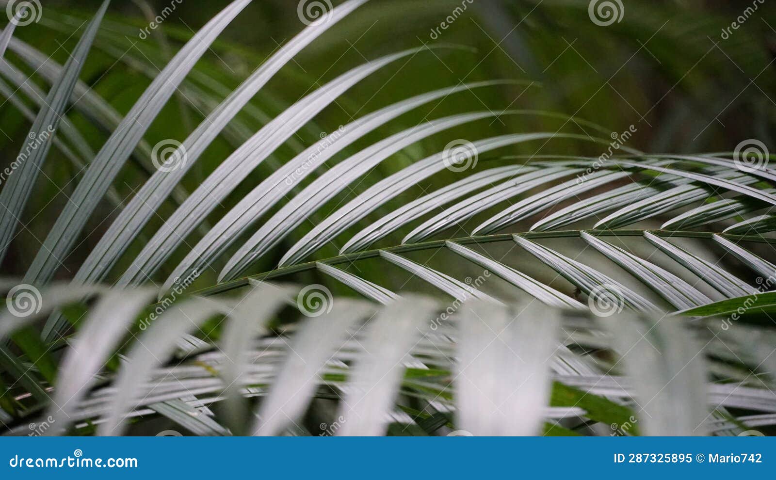 Leaf of the Juçara Palm Tree, Brazilian Atlantic Forest Stock Image ...