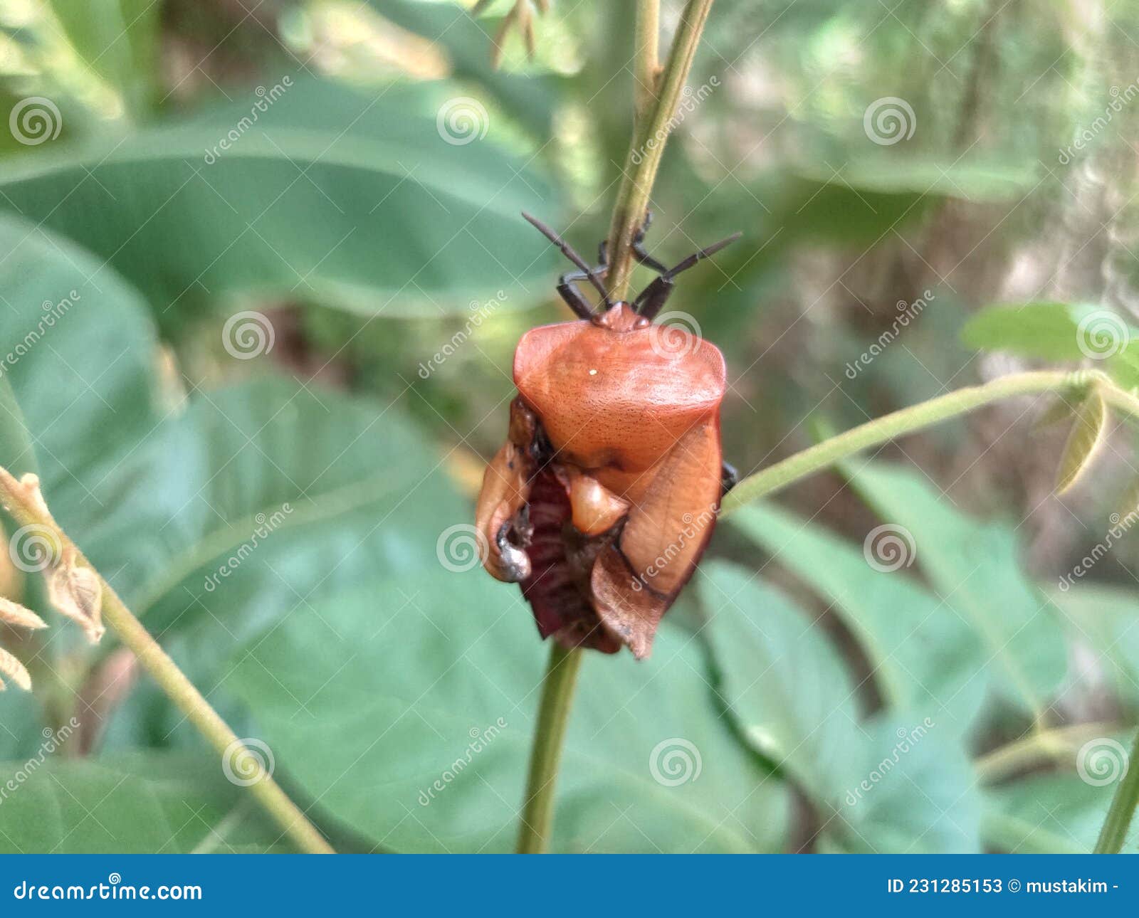 Leaf Ladybugs with Deformed Wings Stock Image - Image of invertebrate ...