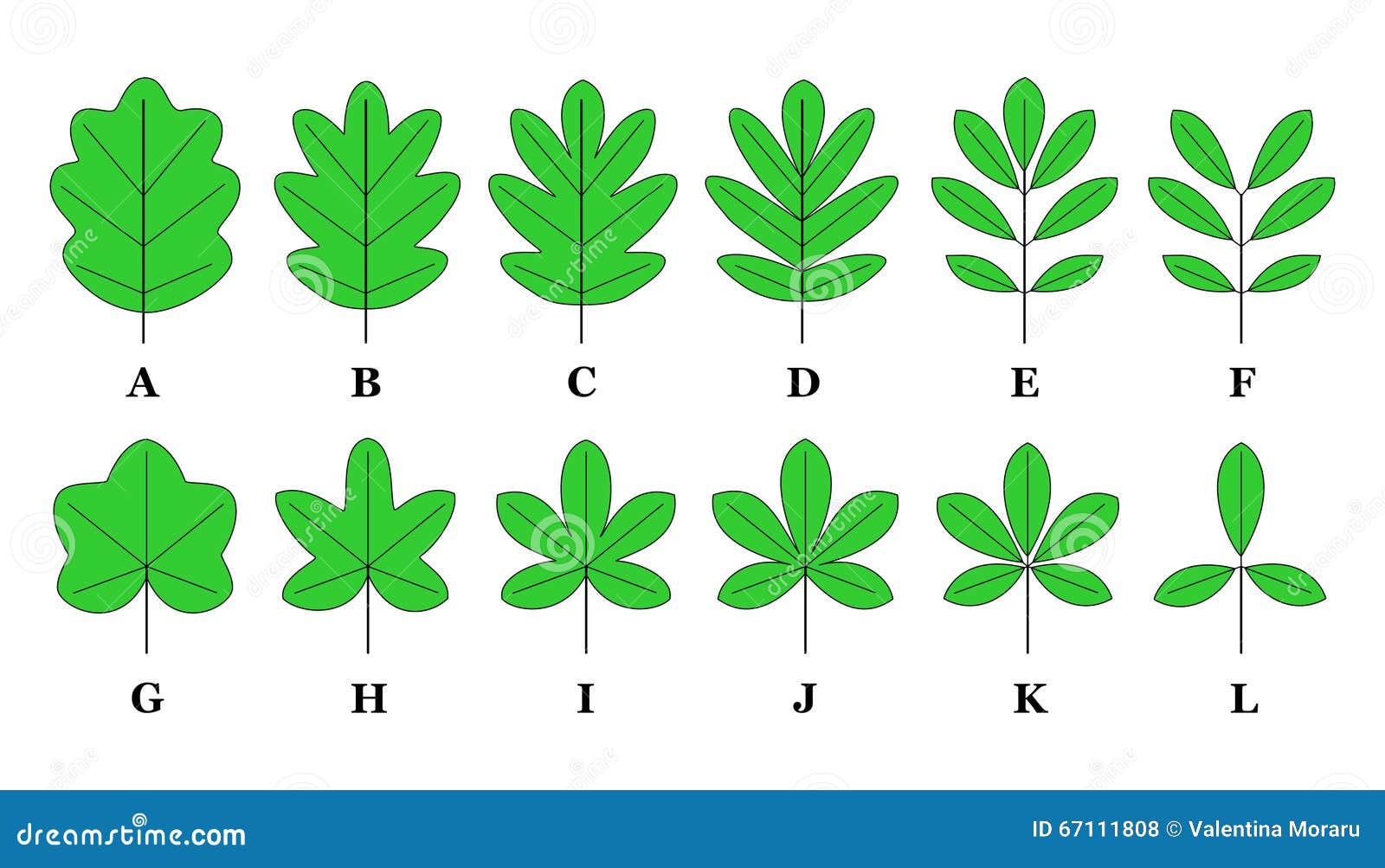 Leaf lamina stock vector. Illustration of leaf, diagram - 67111808