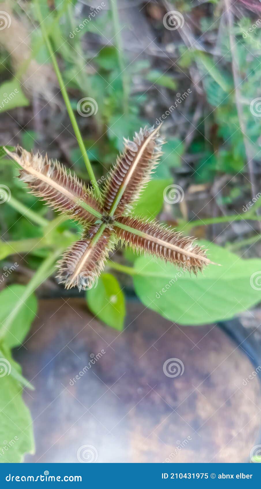 This is a Leaf with the Latin Name Dactyloctenium Aegyptium Stock Image ...