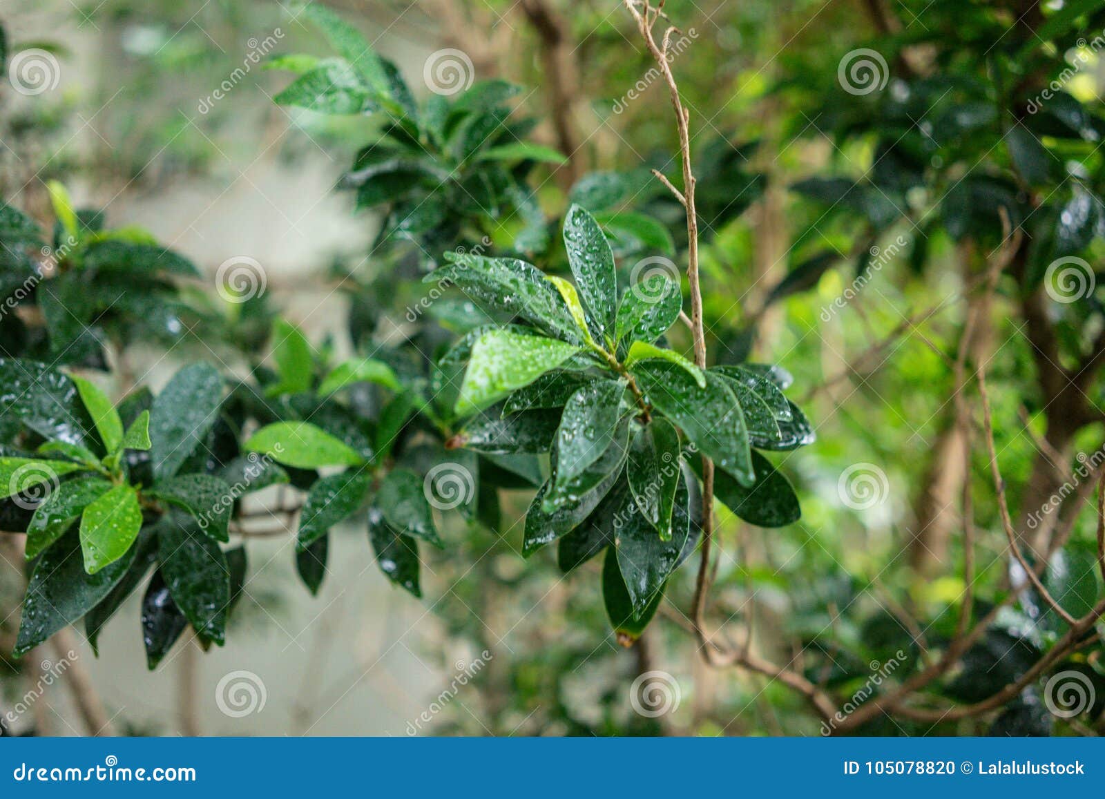 Leaf of Laurel Fig or Chinese Fig Also Known As Ficus Nitida Compacta ...