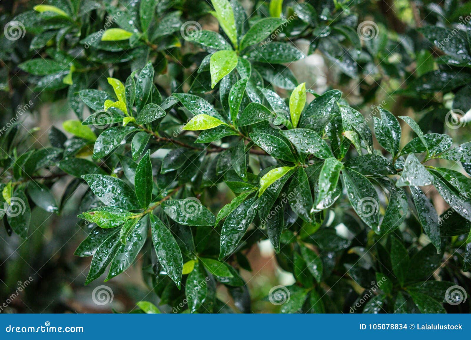 Leaf Of Laurel Fig Or Chinese Fig Also Known As Ficus Nitida Compacta ...