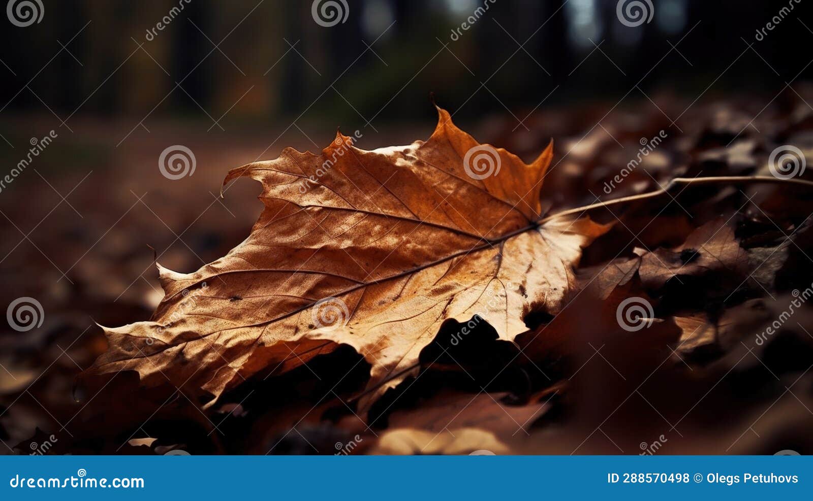 A Leaf Laying on the Ground in a Forest of Leaves Stock Photo - Image ...