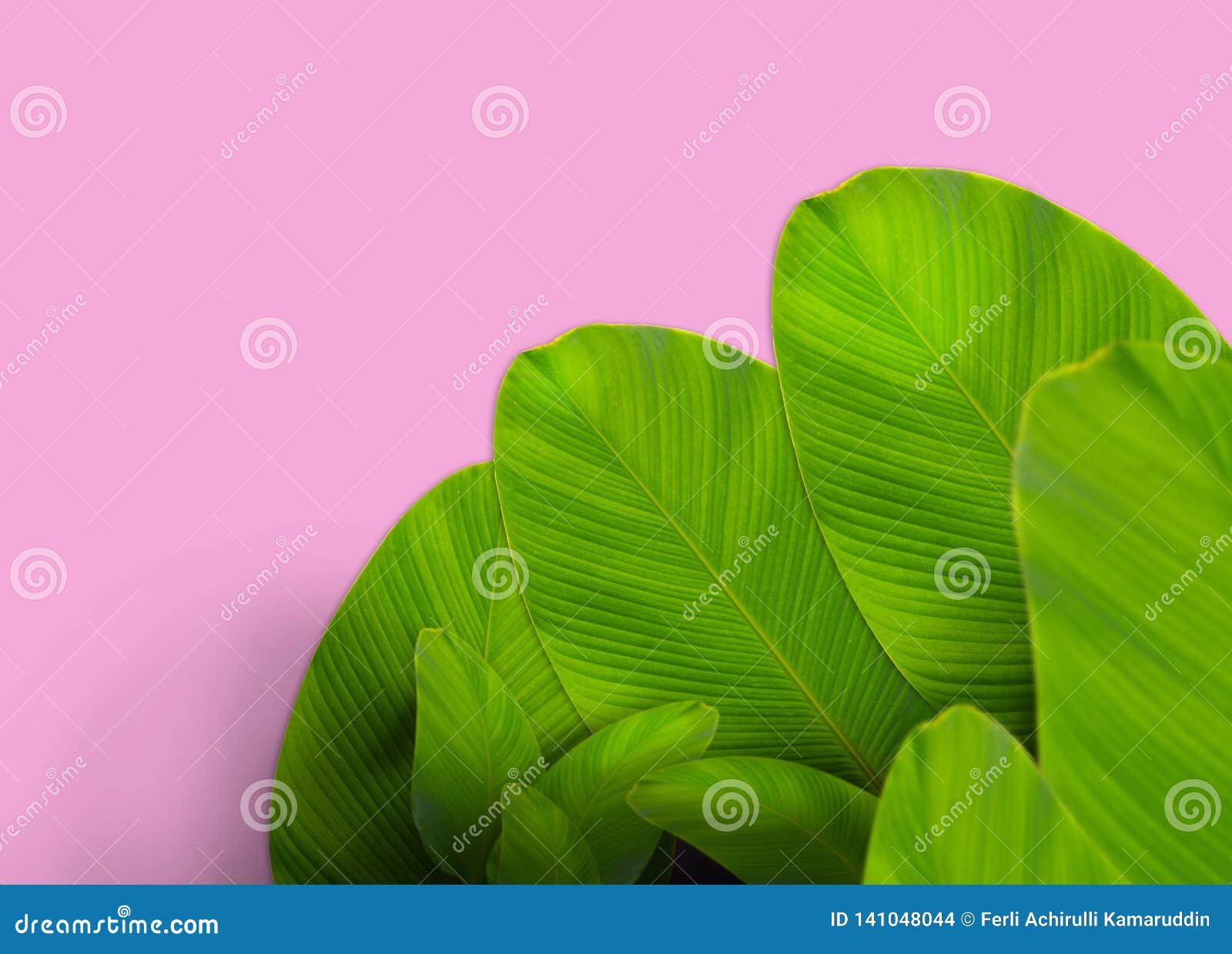 Leaf Layout with Copyspace Made of Tropical Leaves Stock Photo - Image ...