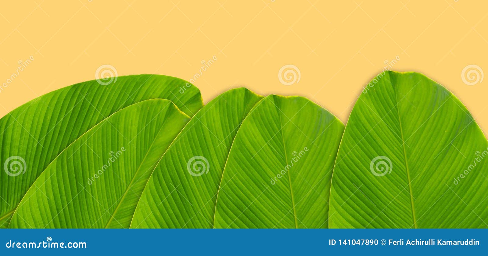 Leaf Layout with Copyspace Made of Tropical Leaves Stock Photo - Image ...