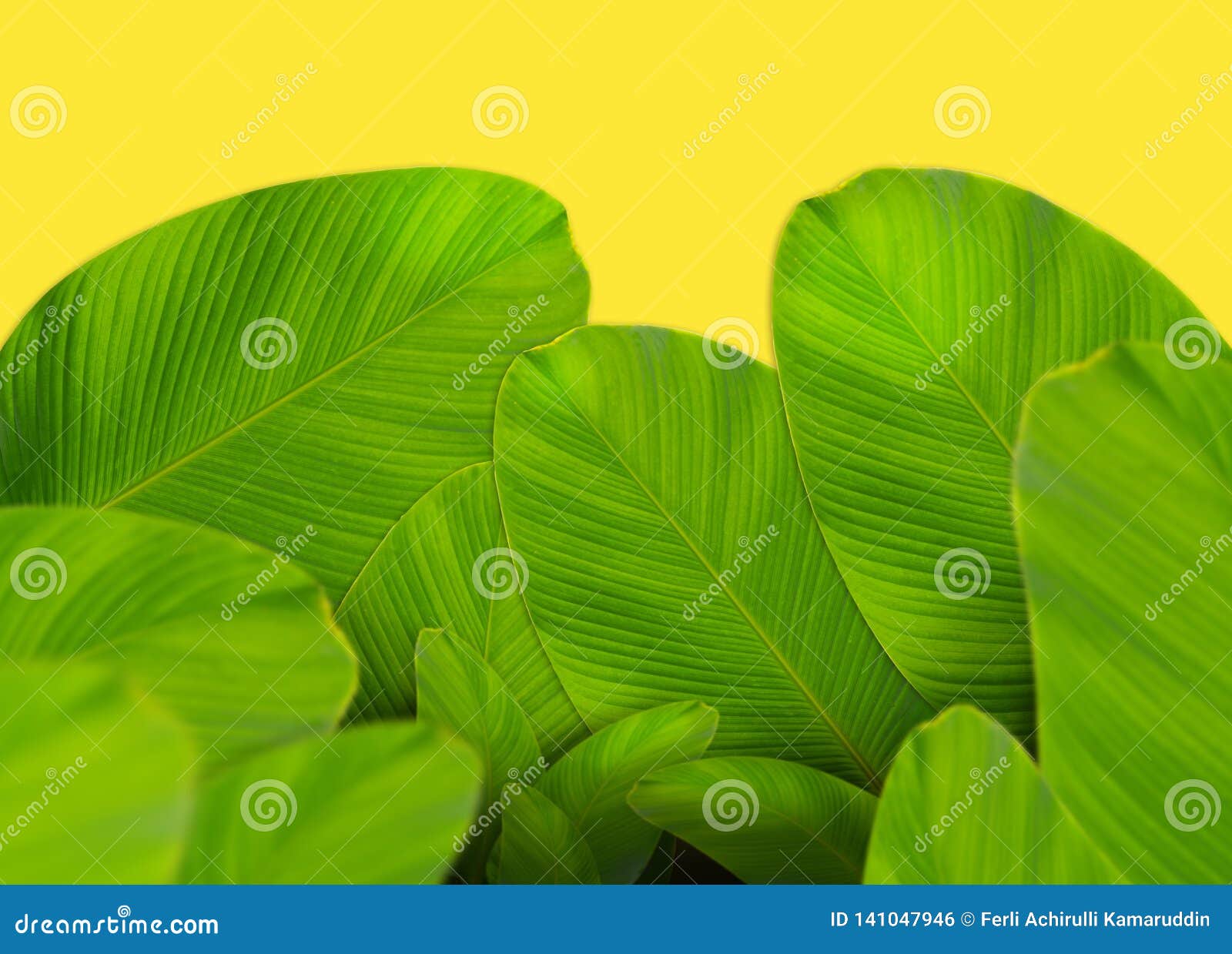 Leaf Layout with Copyspace Made of Tropical Leaves Stock Photo - Image ...