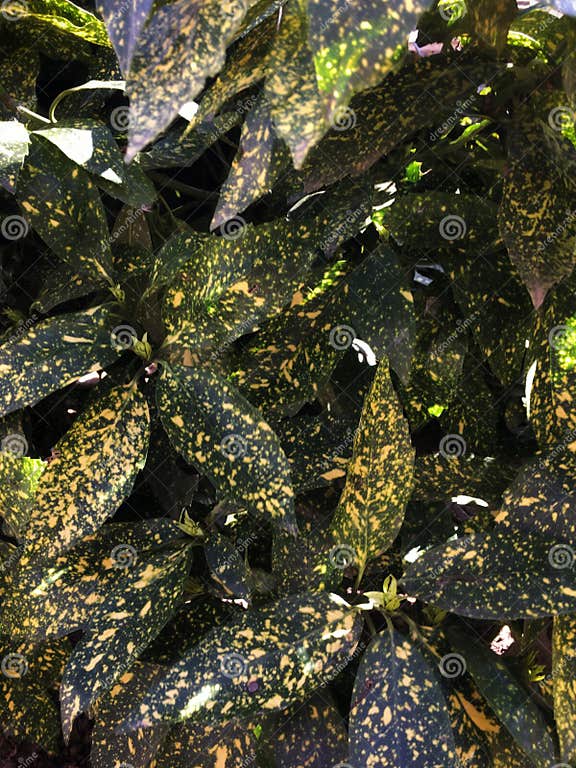 Leaf stock image. Image of spring, green, flakes, flora - 142263111