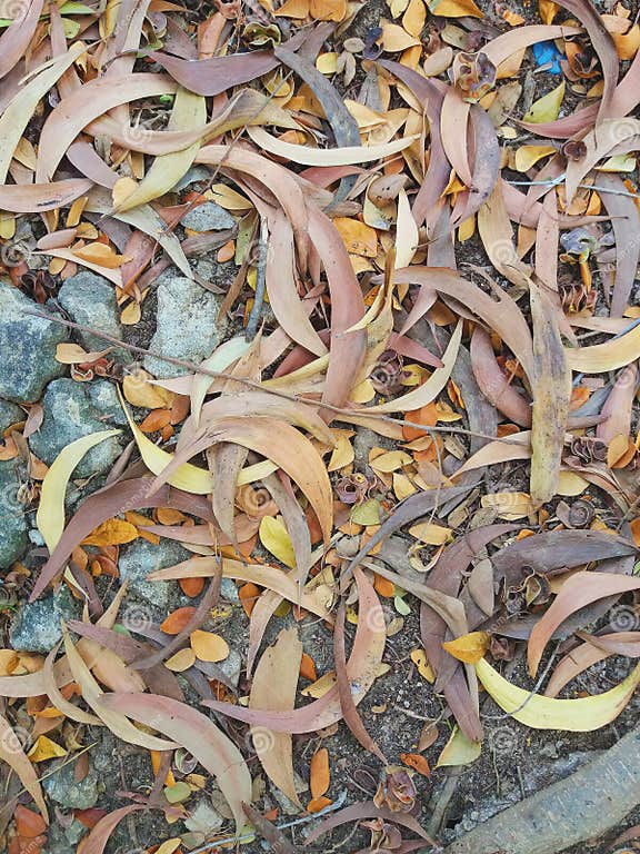 Leaf stock image. Image of environment, crescent, leaf - 66278795