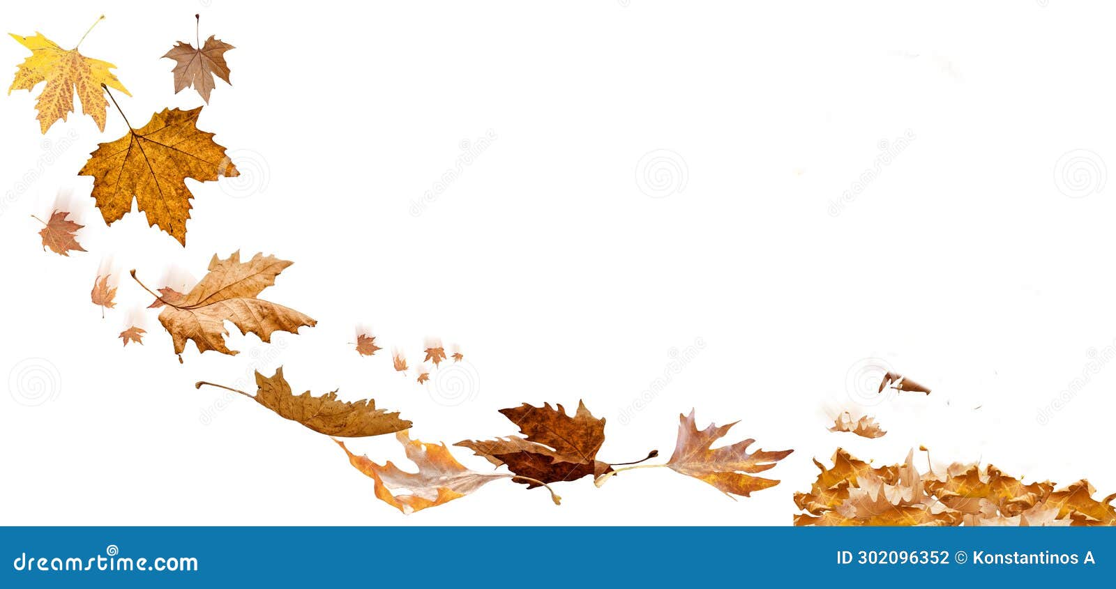 Leaf Leaves Isolated Autumn Winter Season Background Stock Photo ...