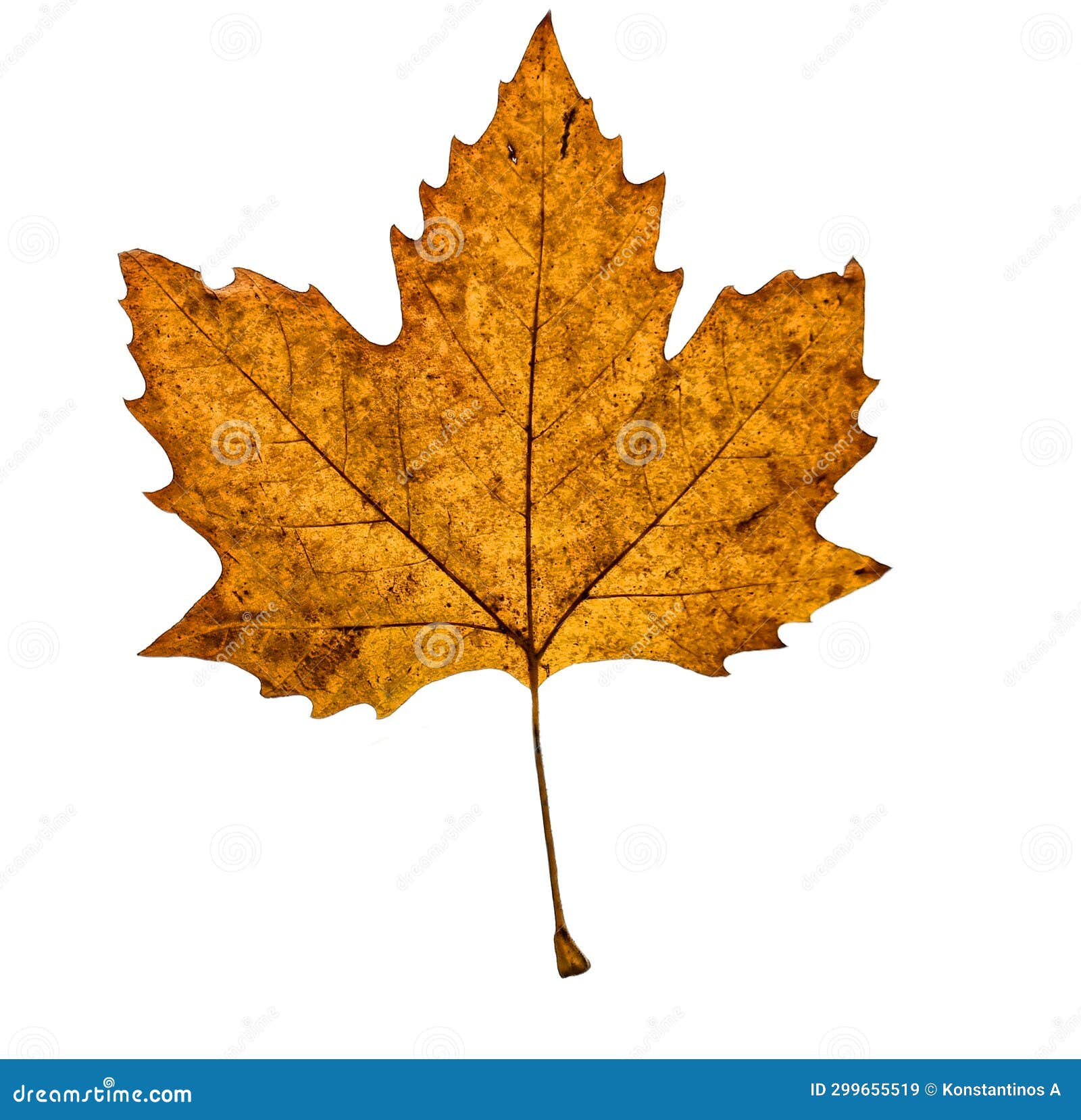 Leaf Leaves Isolated Autumn Winter Season Background Stock Image ...
