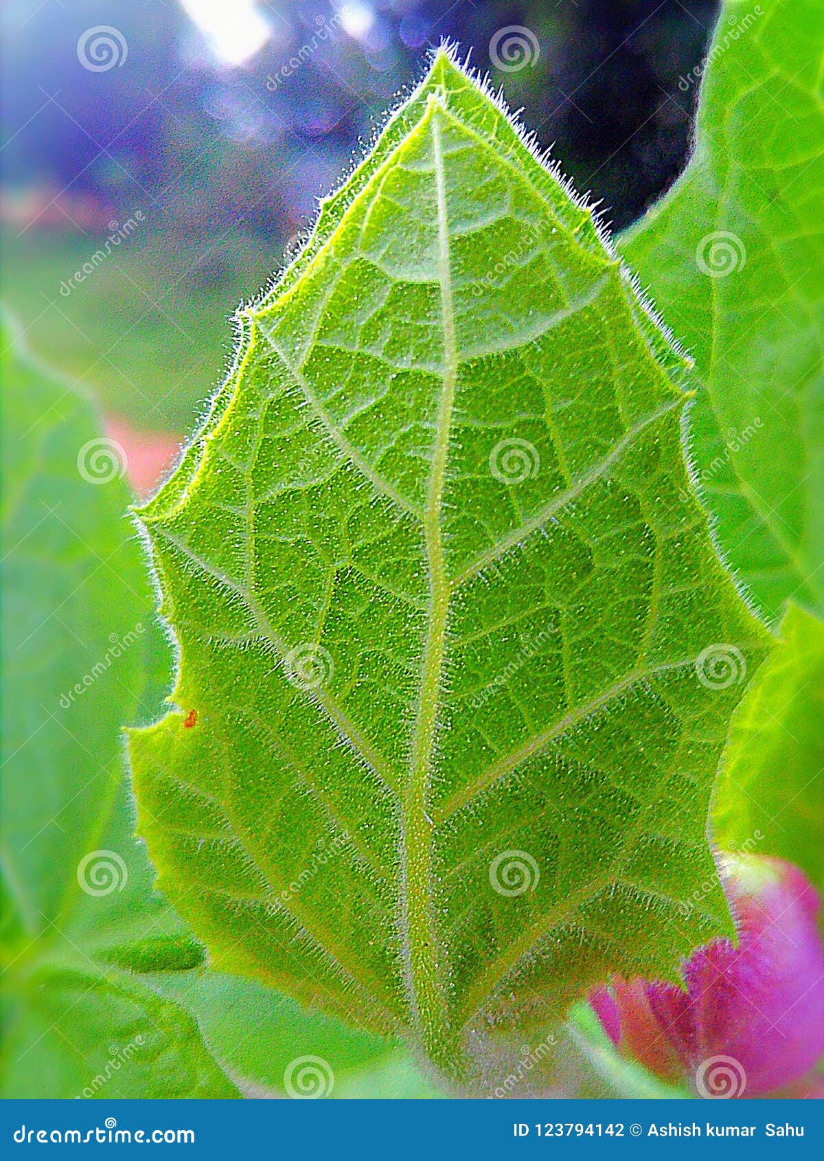 Leaf stock photo. Image of leef, tree, full, flower - 123794142