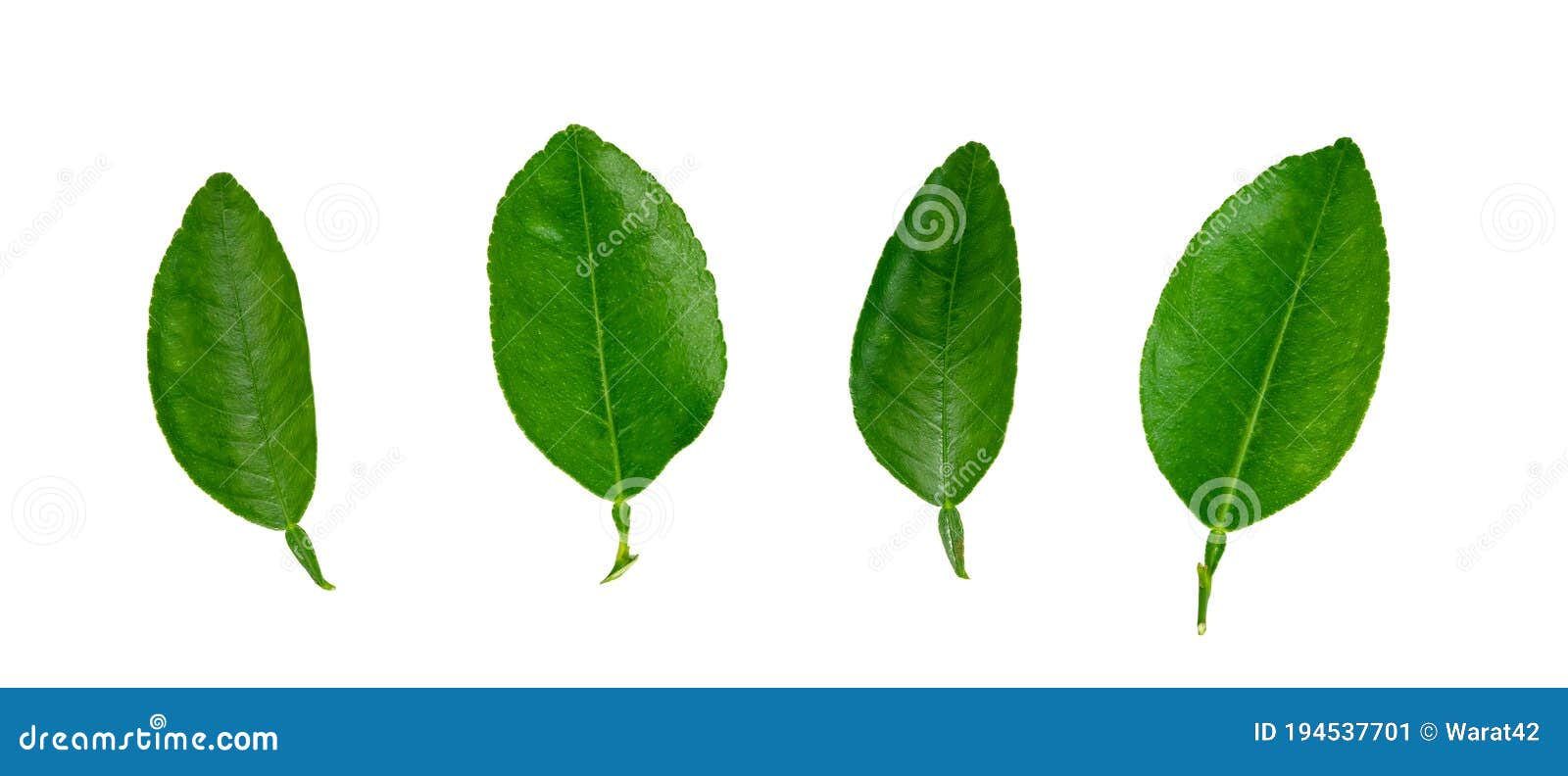 Leaf Lemon Isolated on White Background ,Green Leaves Pattern Stock ...