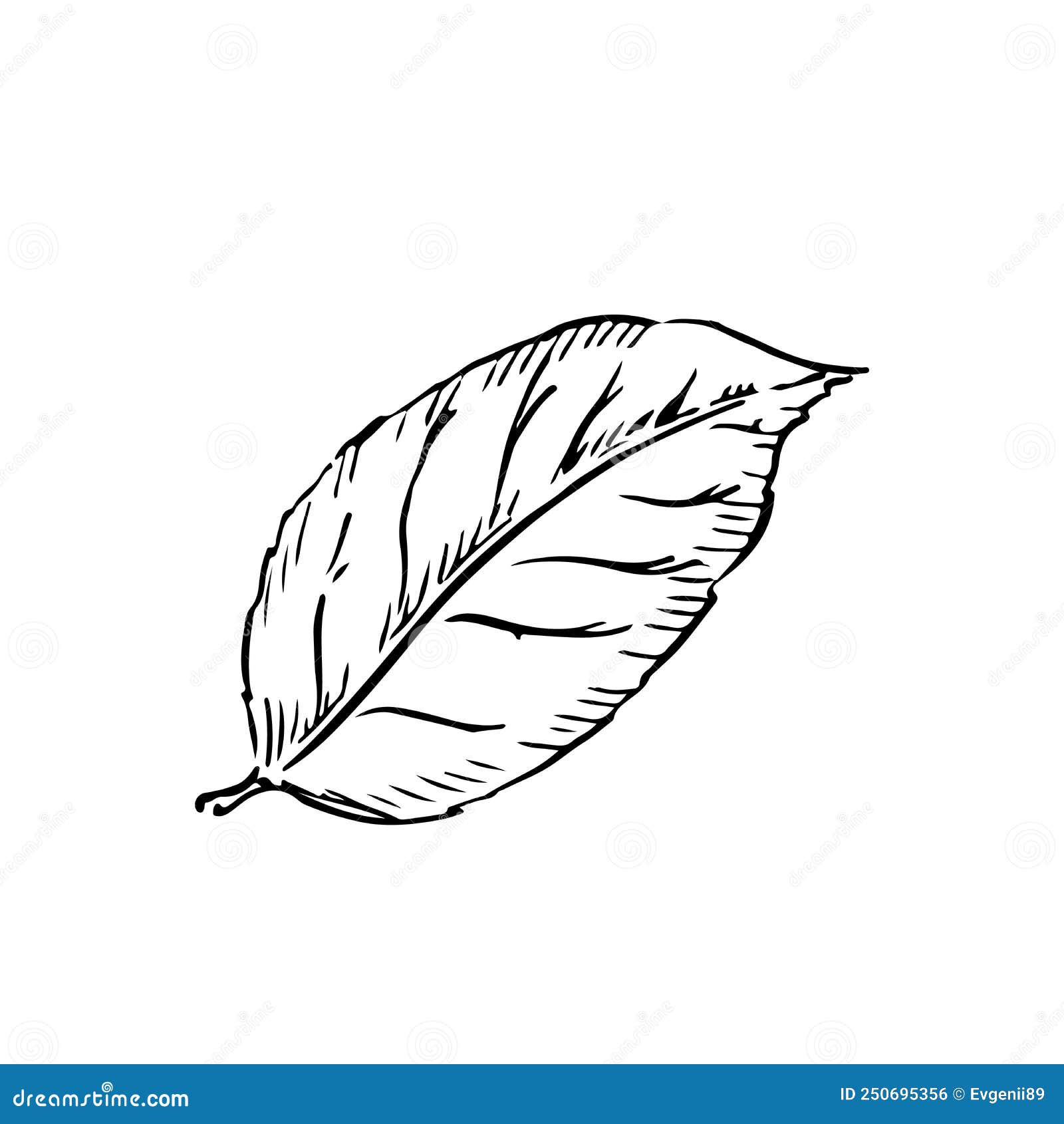 Leaf of Lemon Sketch in Classic Engraving Style Isolated on White Stock ...