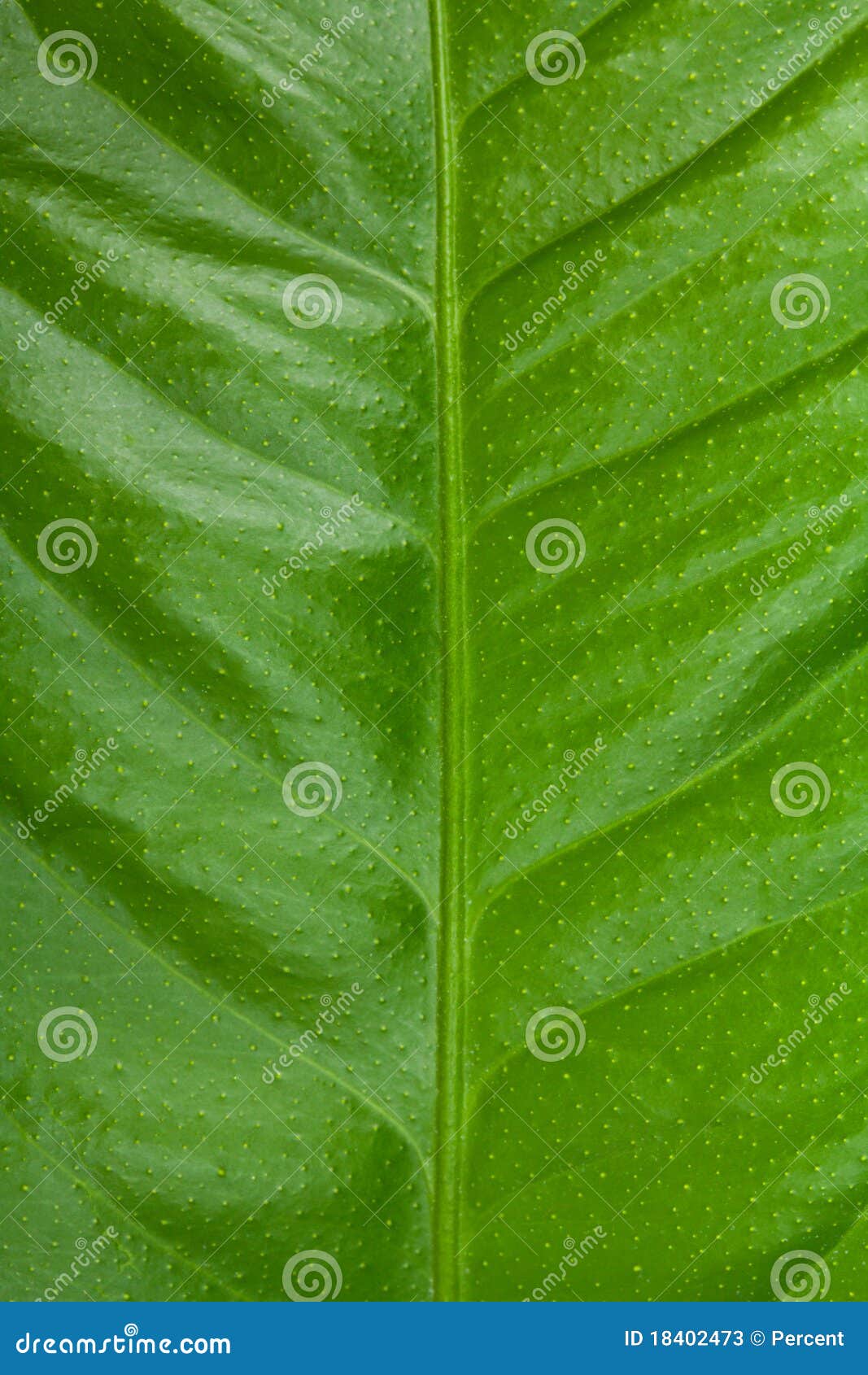 Leaf of lemon tree stock image. Image of nature, texture - 18402473