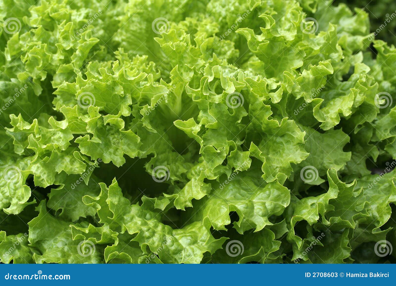 Leaf lettuce stock image. Image of food, health, detail - 2708603