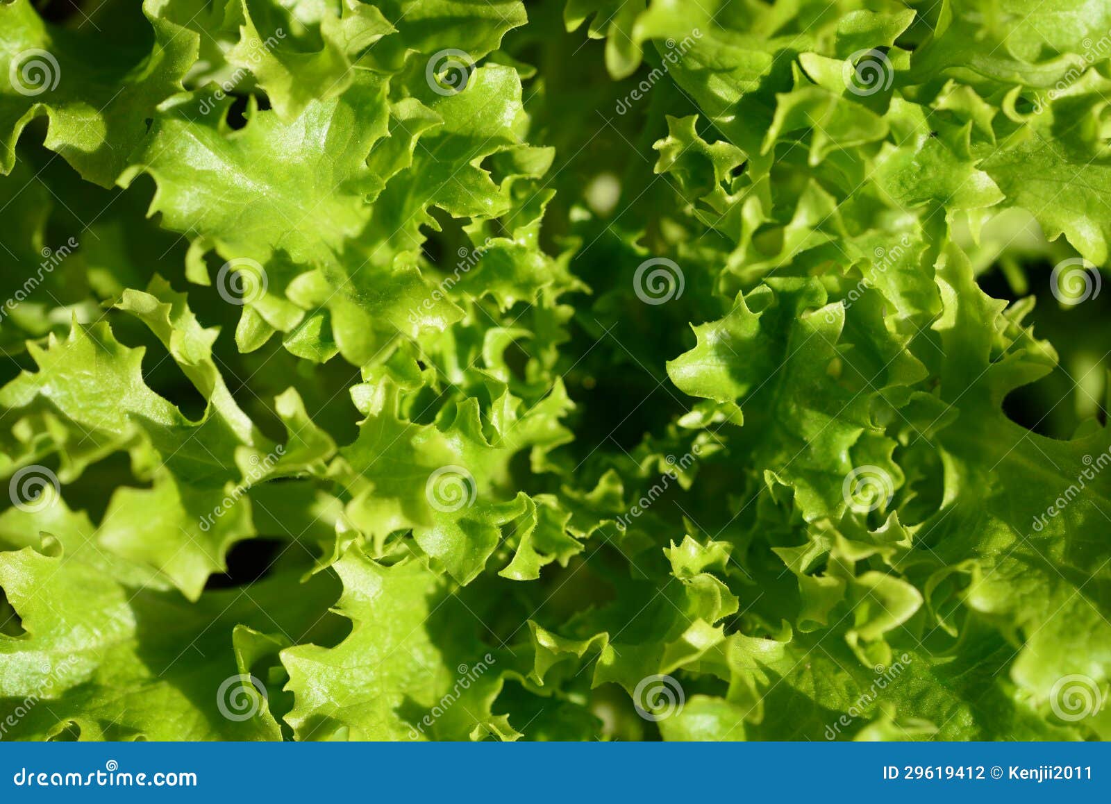 Leaf of lettuce stock photo. Image of freshness, ingredient - 29619412