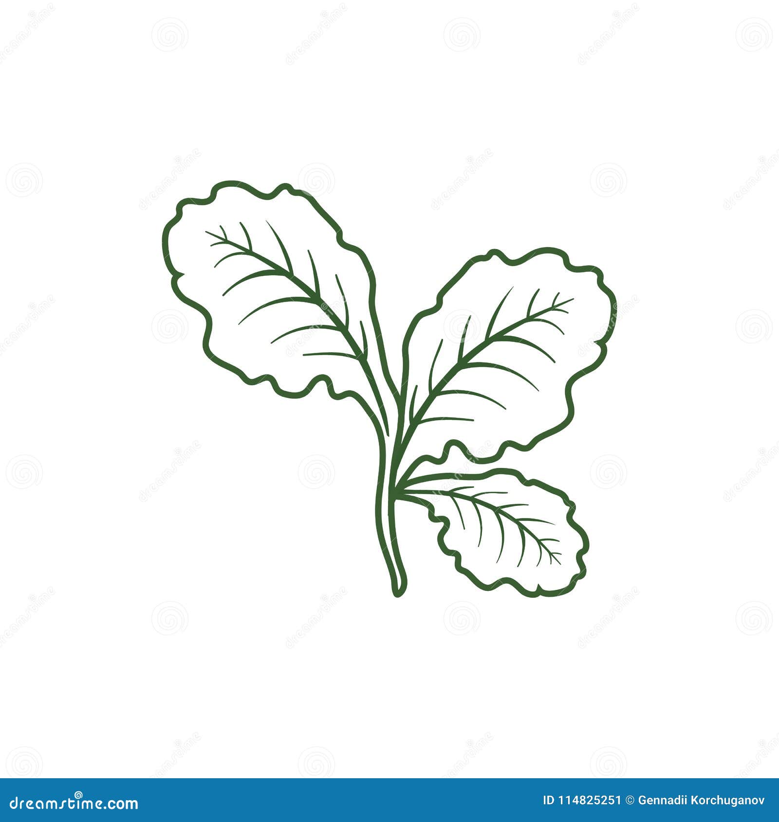 Leaf lettuce icon stock vector. Illustration of design - 114825251