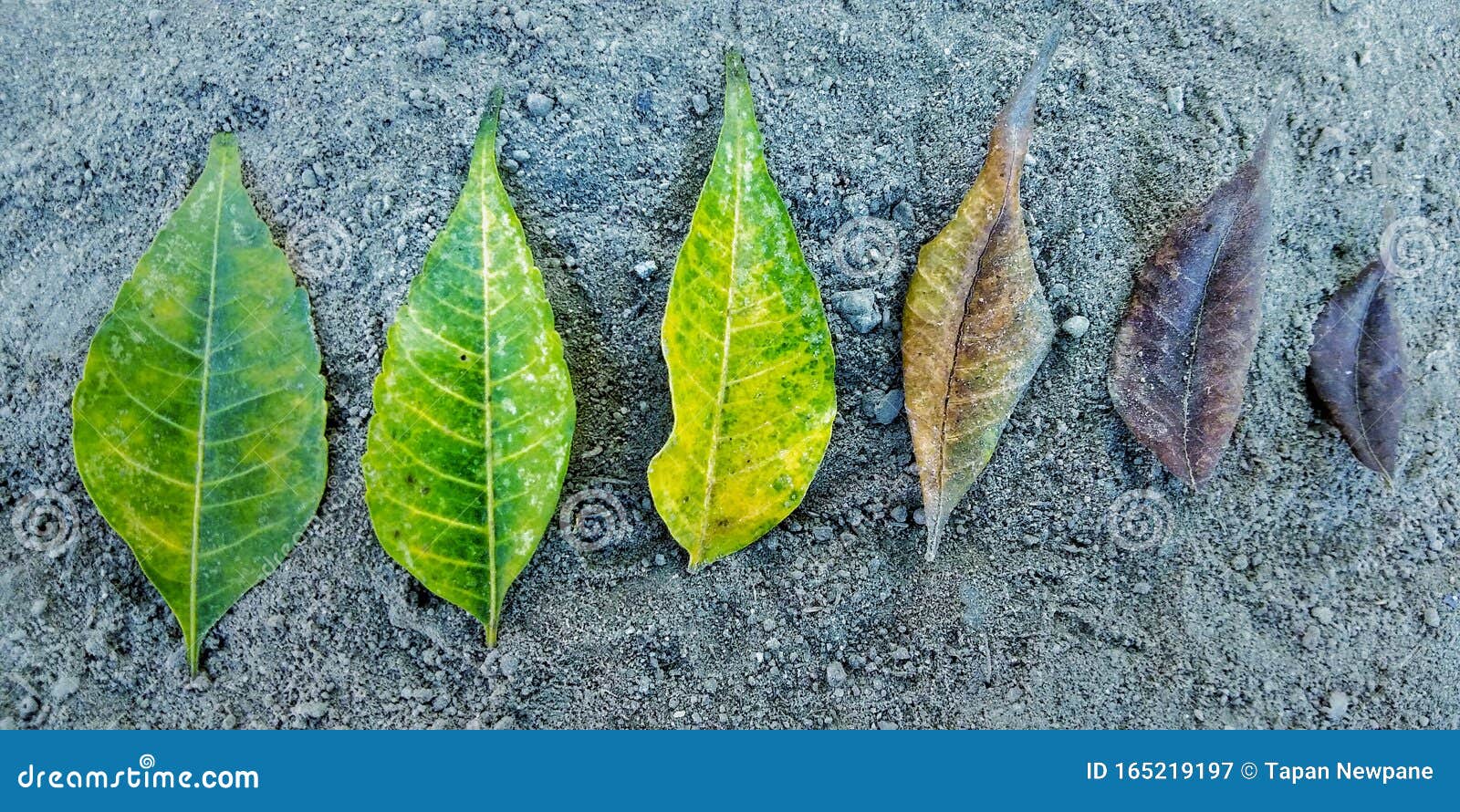Leaf Life Cycle Stock Photos - Download 3,696 Royalty Free Photos