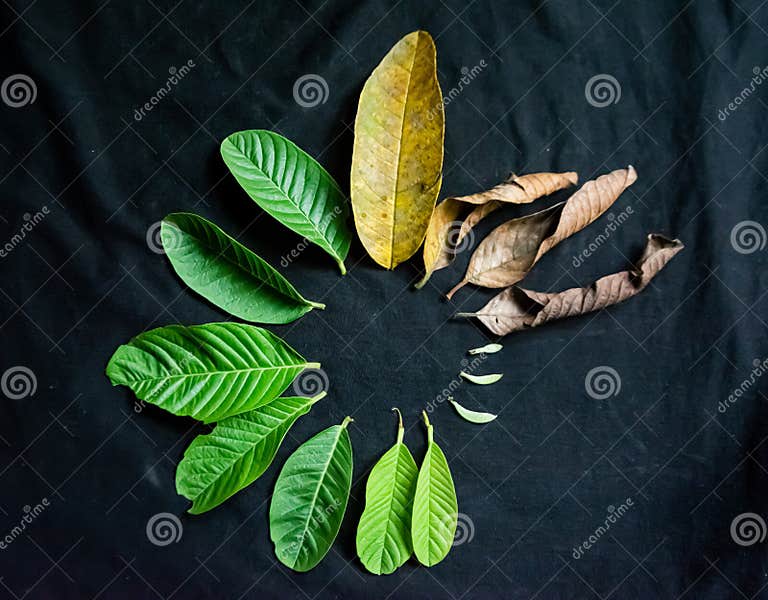 Leaf life cycle stock photo. Image of yellow, green - 278328120