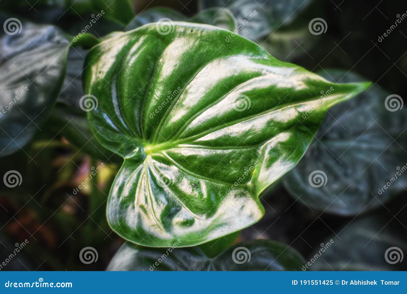Leaf of life stock image. Image of fruit, plant, herb - 191551425